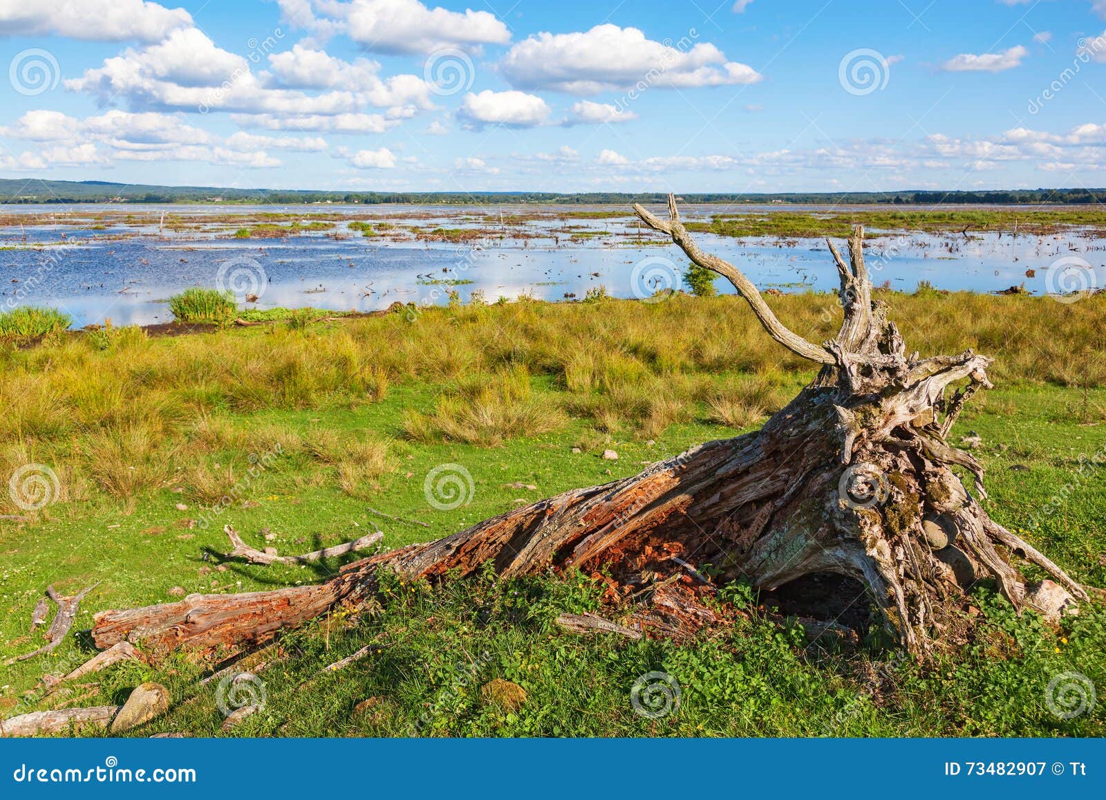 Old rotten trees stock image. Image of peaceful, meadow - 73482907