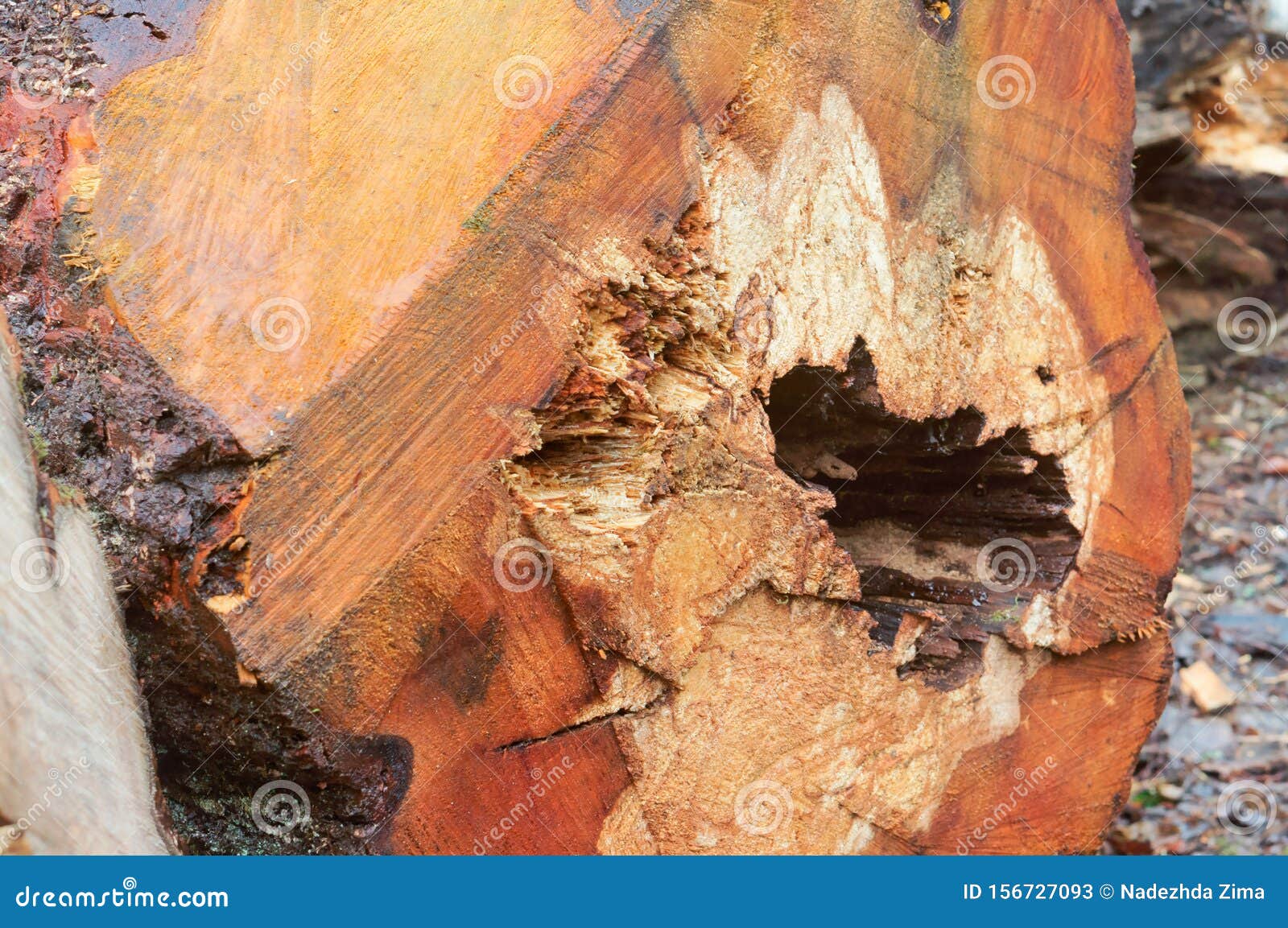 The Rotten Trunk Resembles A Monster Stock Photography | CartoonDealer ...