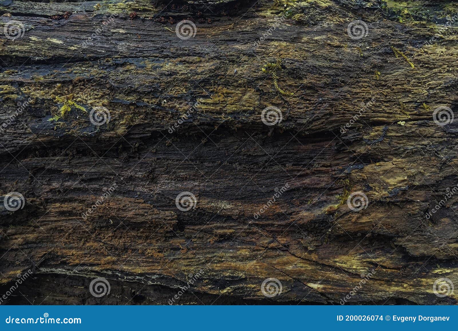 Rotten wood texture stock photo. Image of rough, black - 200026074