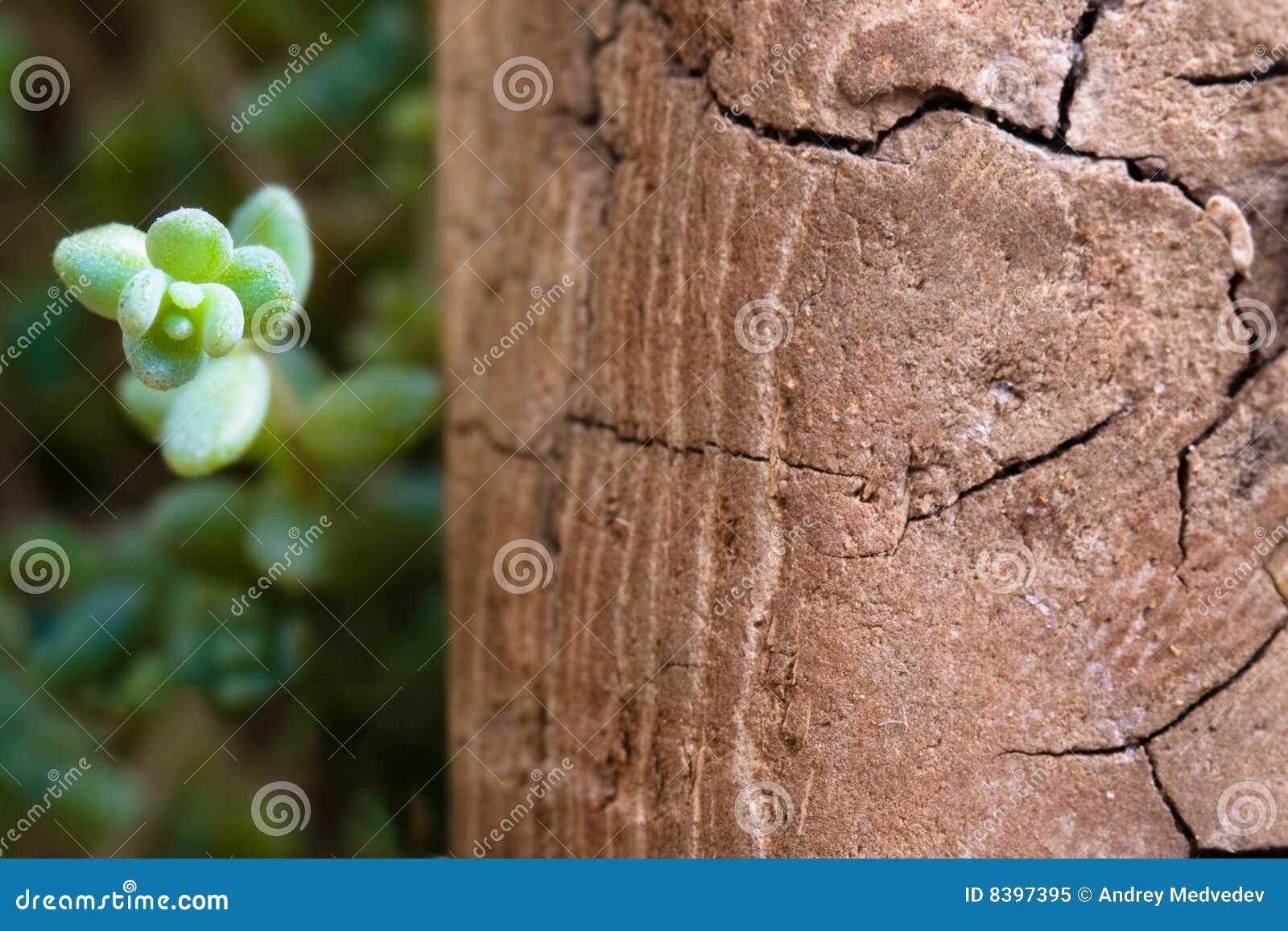Old, Rotten Wood and Branch Plants Stock Image - Image of frame, lumber ...