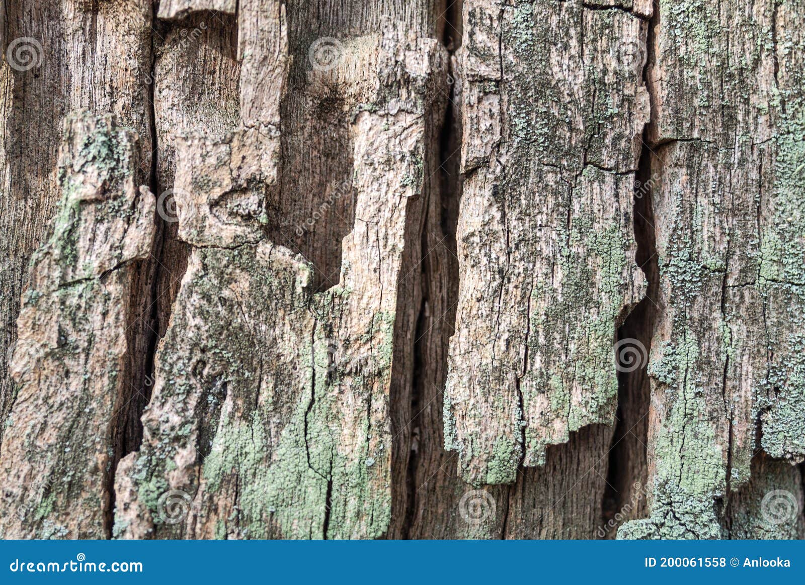 Old Rotten Wood Texture Close Up Stock Photo - Image of rough, blank ...