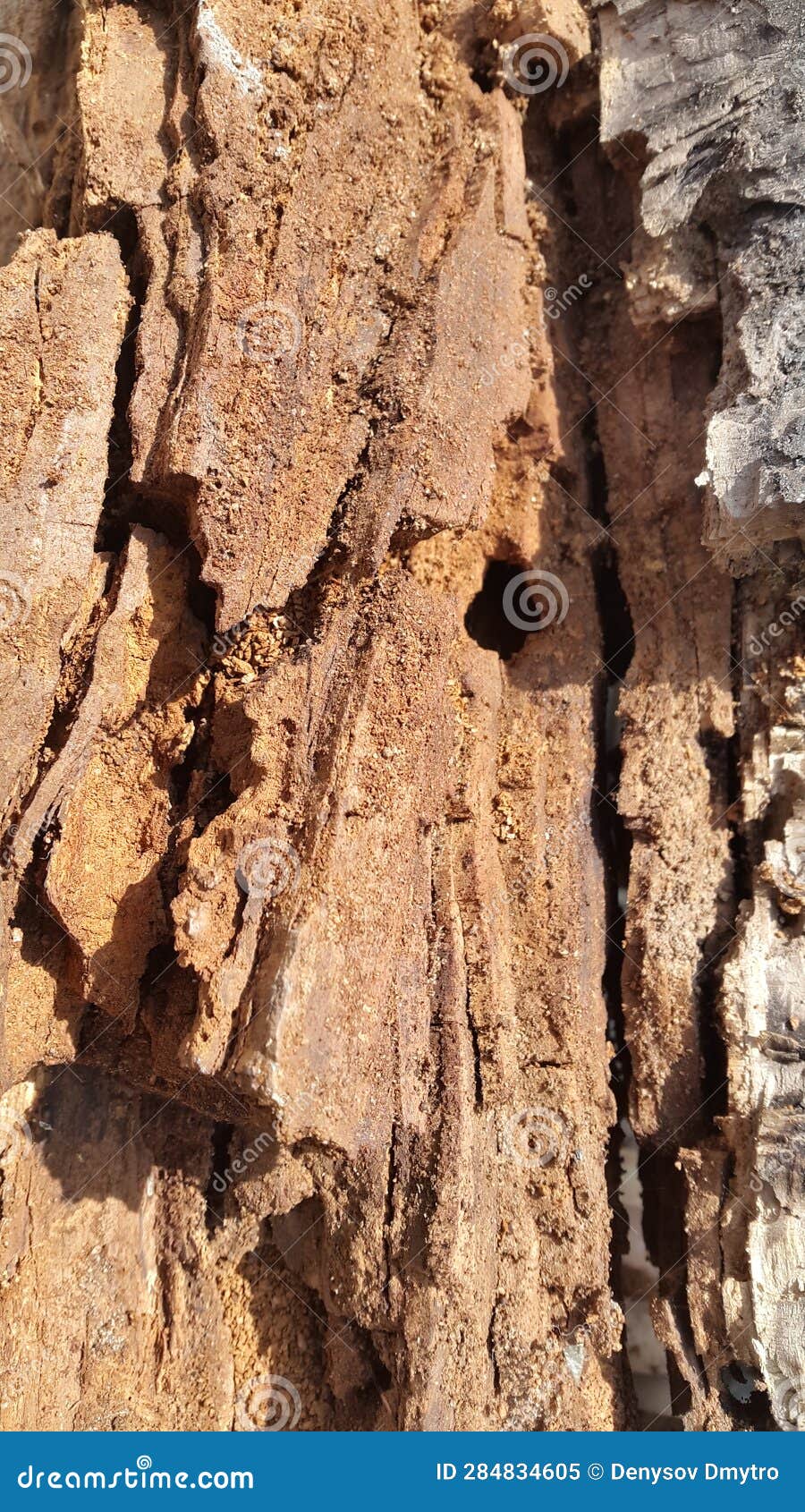 Old Rotten Wood. Vintage Background of Old Rotten Wood. Vintage ...