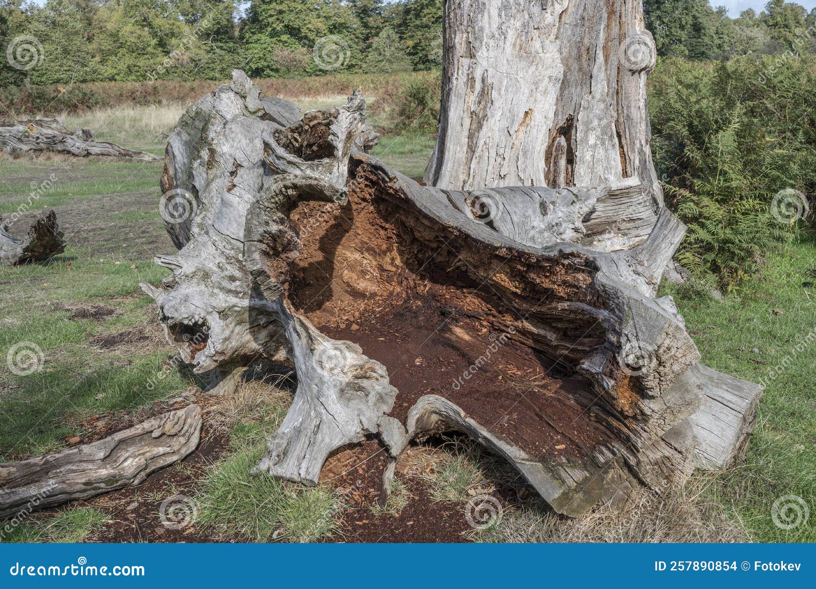 OLd rotting tree stock photo. Image of decay, green - 257890854