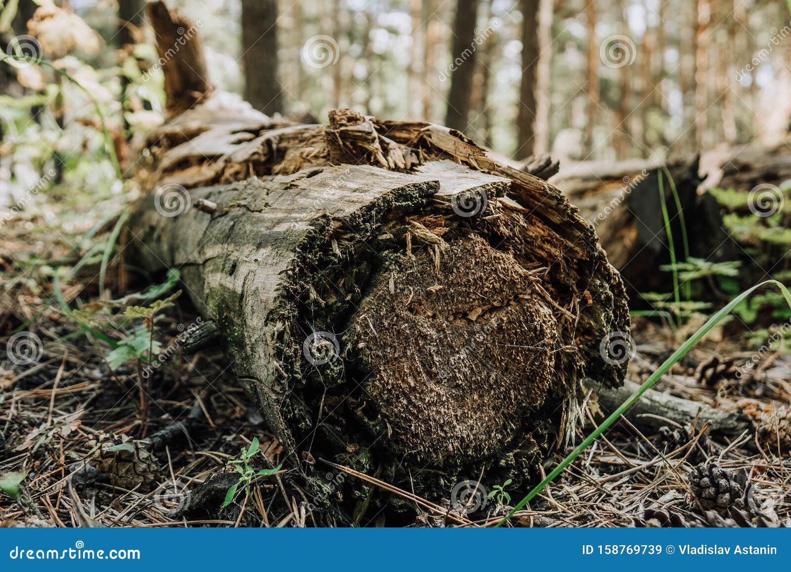 An Old Rotting Tree Lying in the Middle of the Forest Stock Image ...