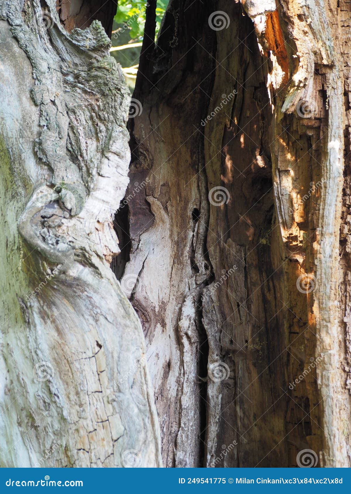 Old rotting tree stock image. Image of broken, branch - 249541775