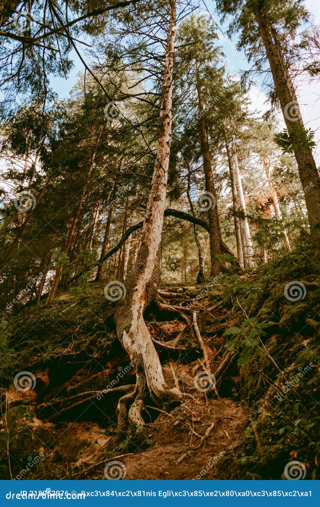 Old and Rotting Tree Showing the Roots in a Lush Forest by the Gauja ...