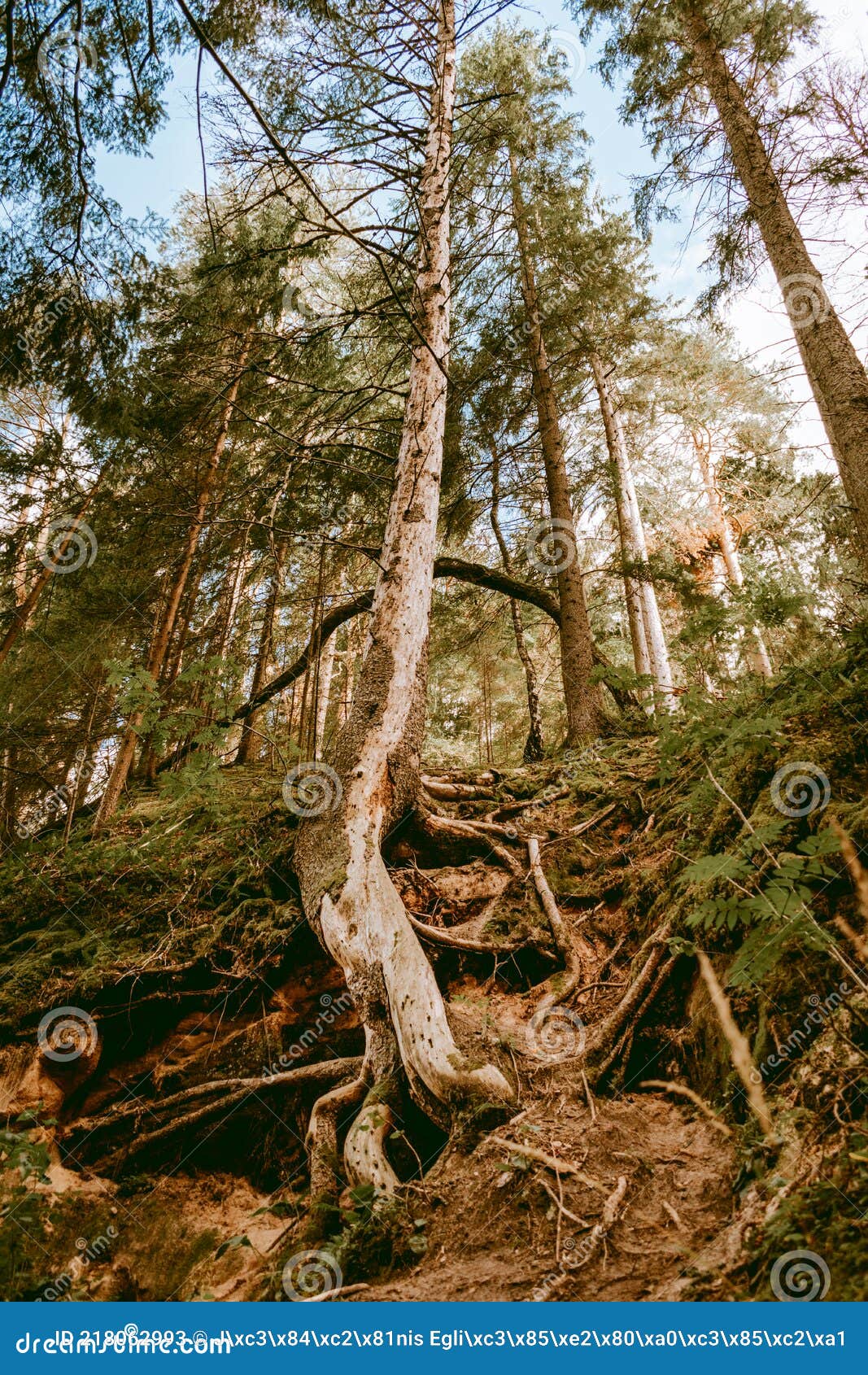 Old and Rotting Tree Showing the Roots in a Lush Forest by the Gauja ...