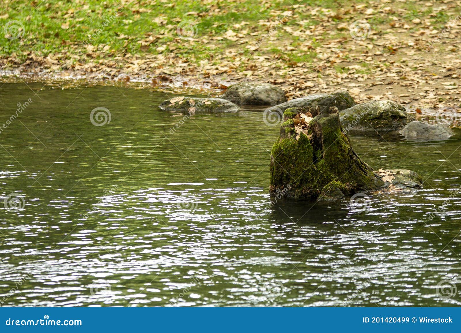 Old Rotting Tree Stump at the Edge of a River during Fall Stock Image ...