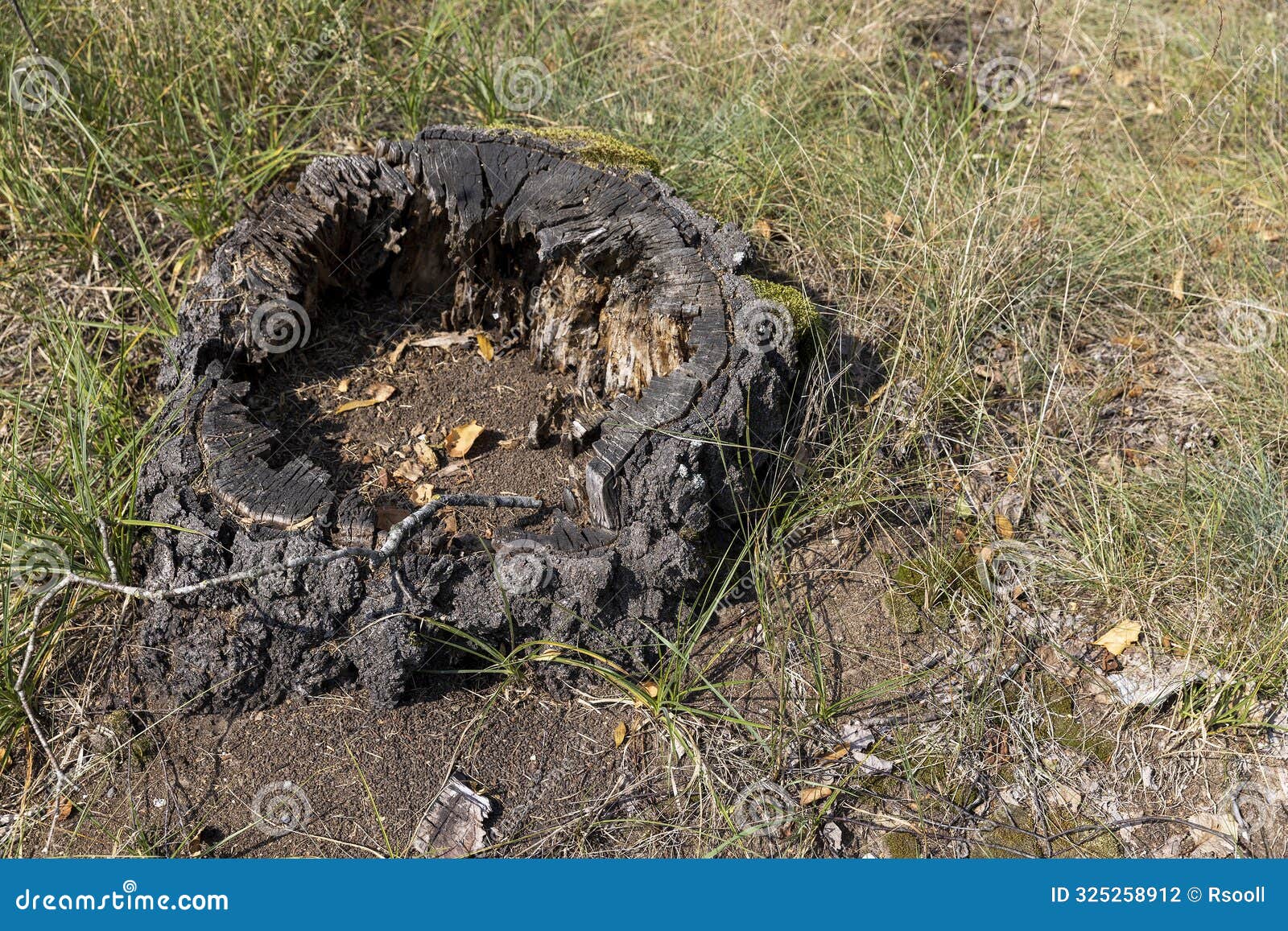 An Old Rotting Tree Stump in the Forest Stock Photo - Image of lumber ...