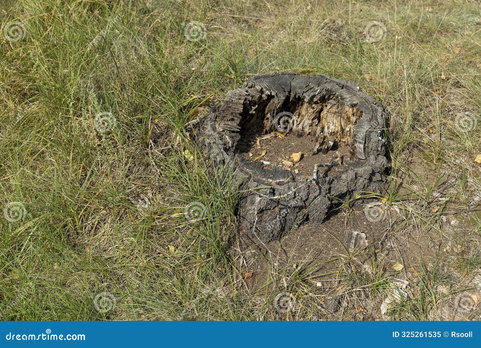 An Old Rotting Tree Stump in the Forest Stock Image - Image of rotting ...