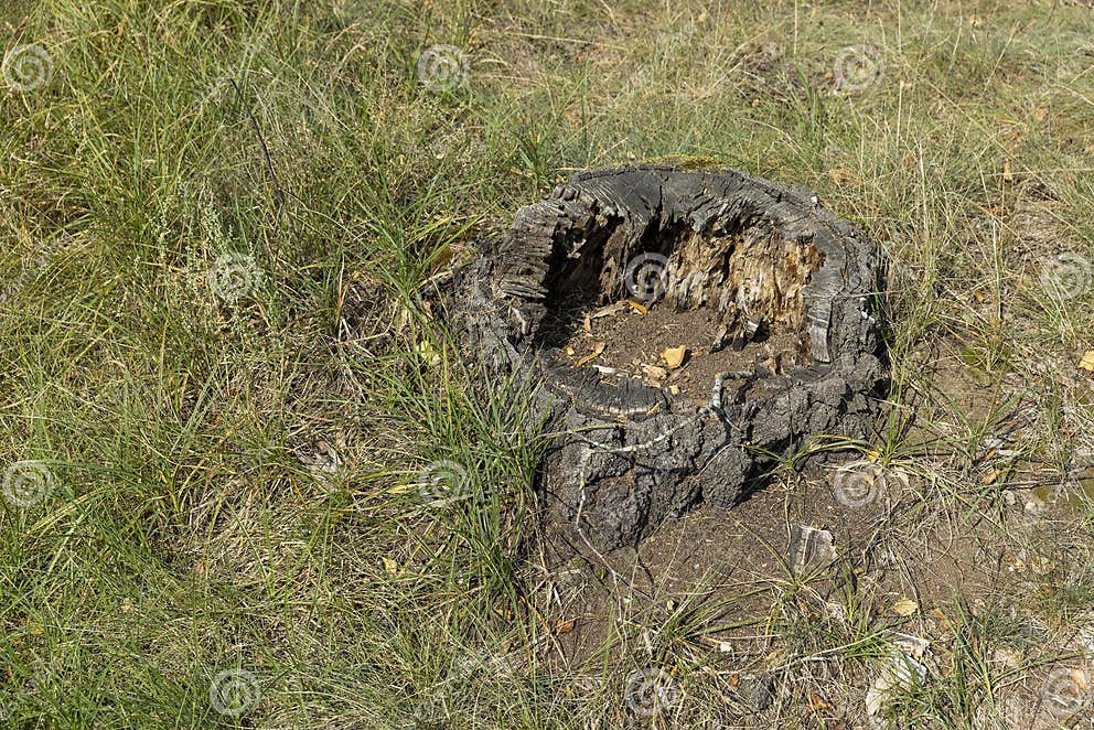 An Old Rotting Tree Stump in the Forest Stock Image - Image of rotting ...
