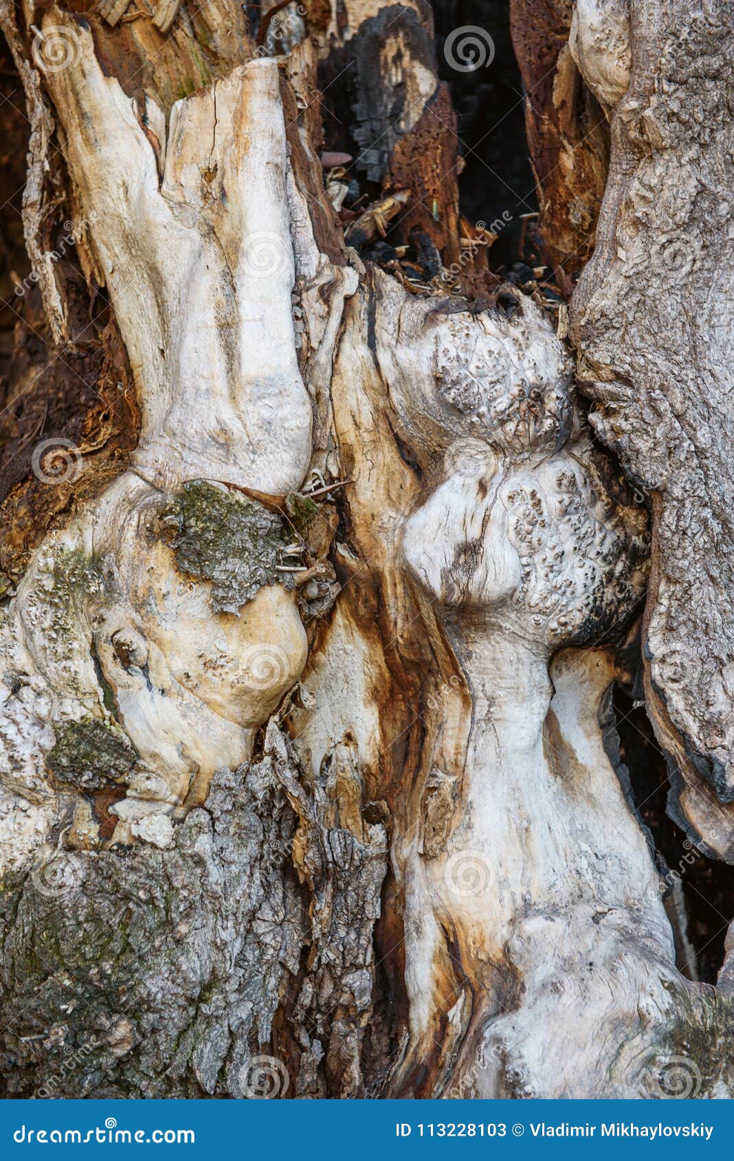 Old rotting tree texture stock image. Image of surface - 113228103