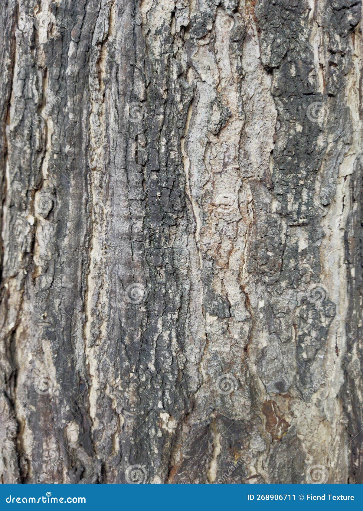 Old Rough Bark Texture or Background Stock Image - Image of backdrop ...