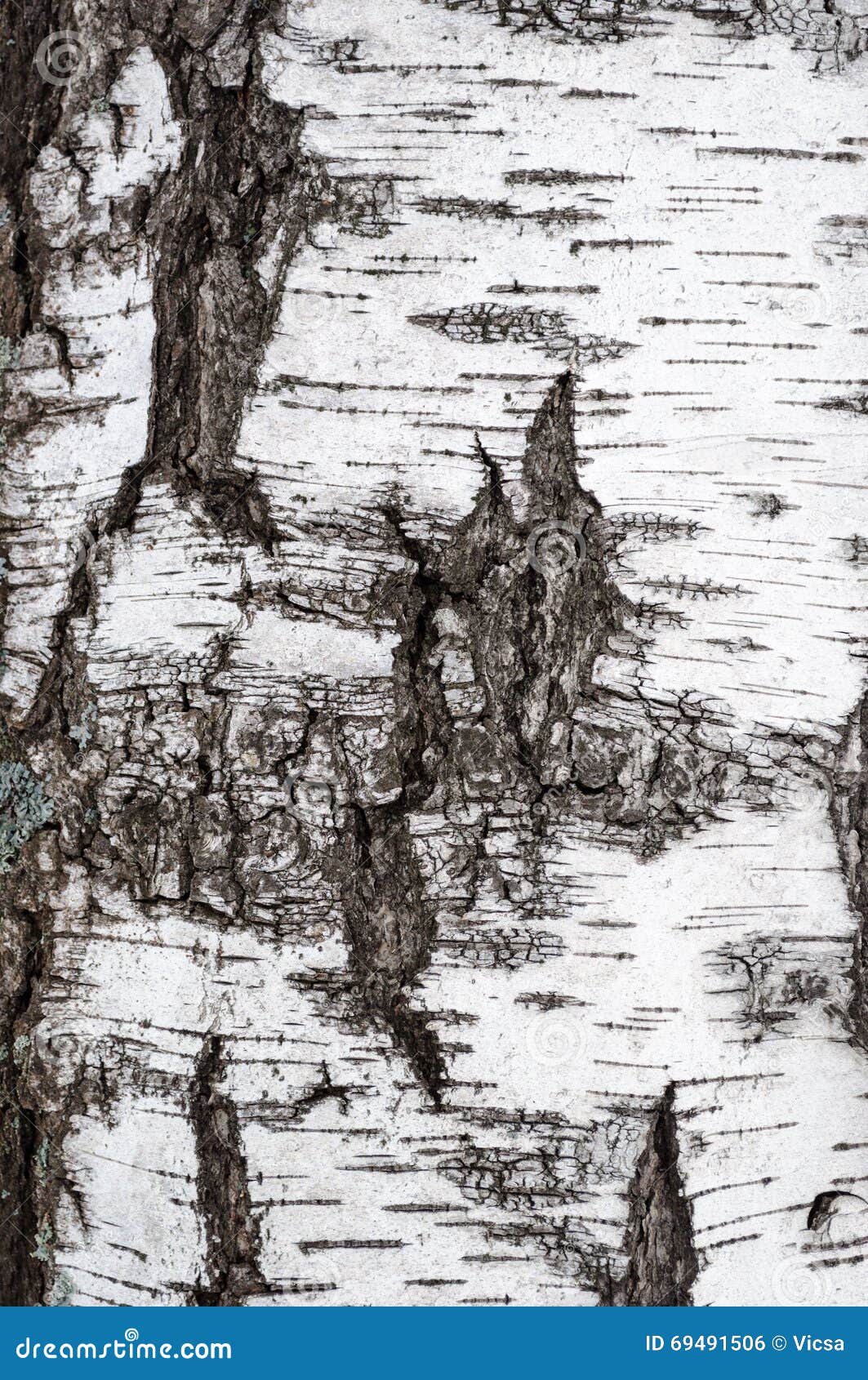 Old Rough Birch Bark Background Stock Photo - Image of tree, background ...