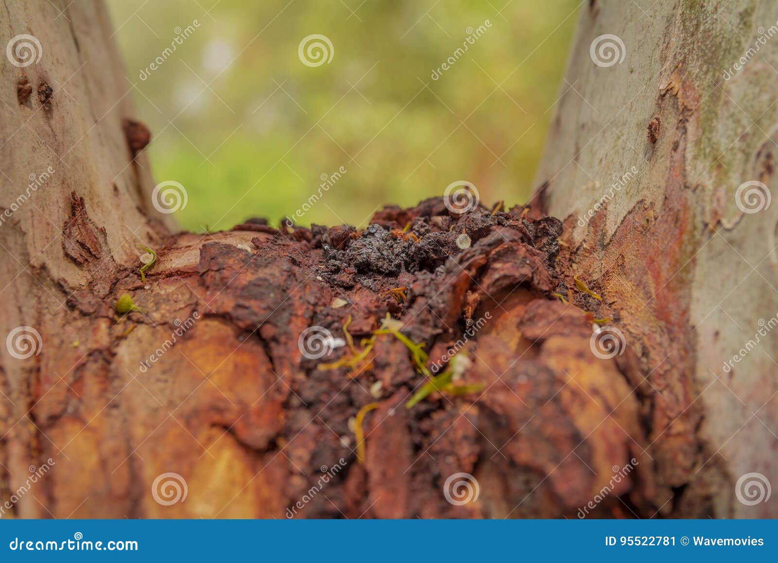 Old Rough Brown Dry Tree Trunk Surface Closeup Stock Image - Image of ...