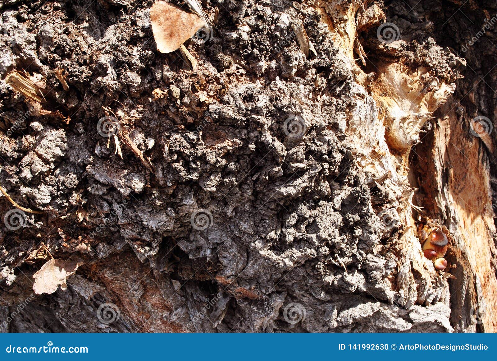 Old Rough Poplar Tree Trunk Texture Close Up, Background Stock Photo ...