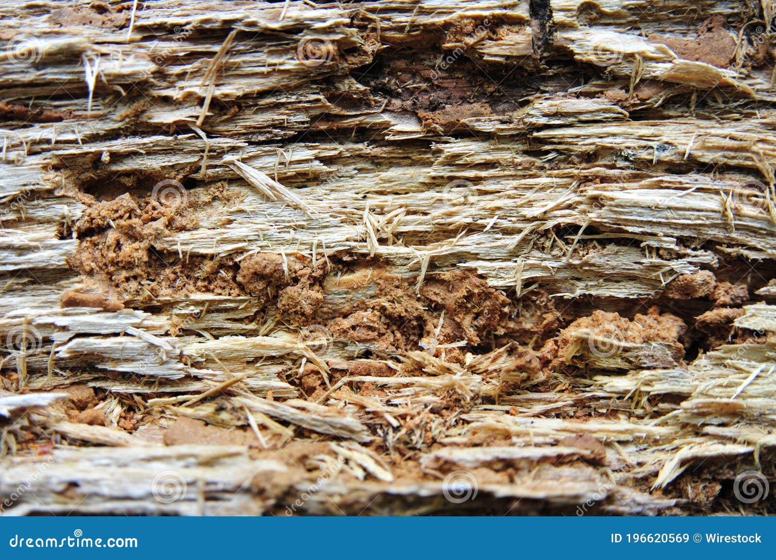 Rough Texture Background of an Axed Tree Stock Image - Image of branch ...