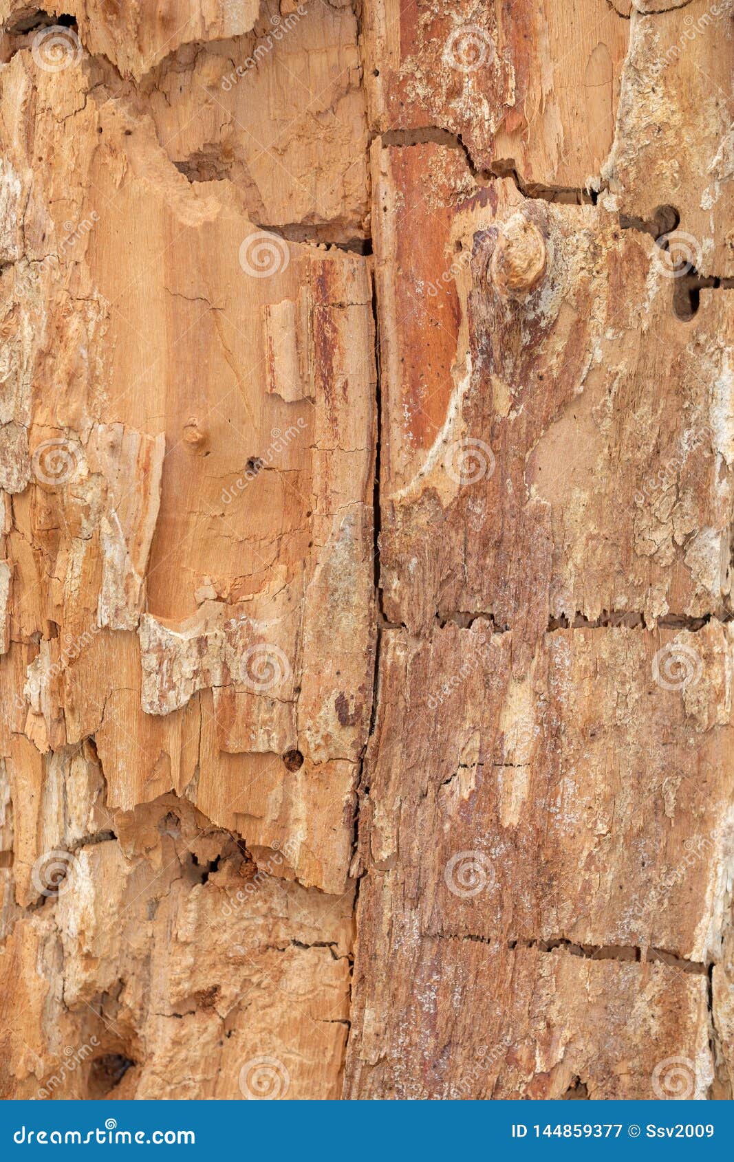 Old rough texture of wood stock image. Image of wood - 144859377