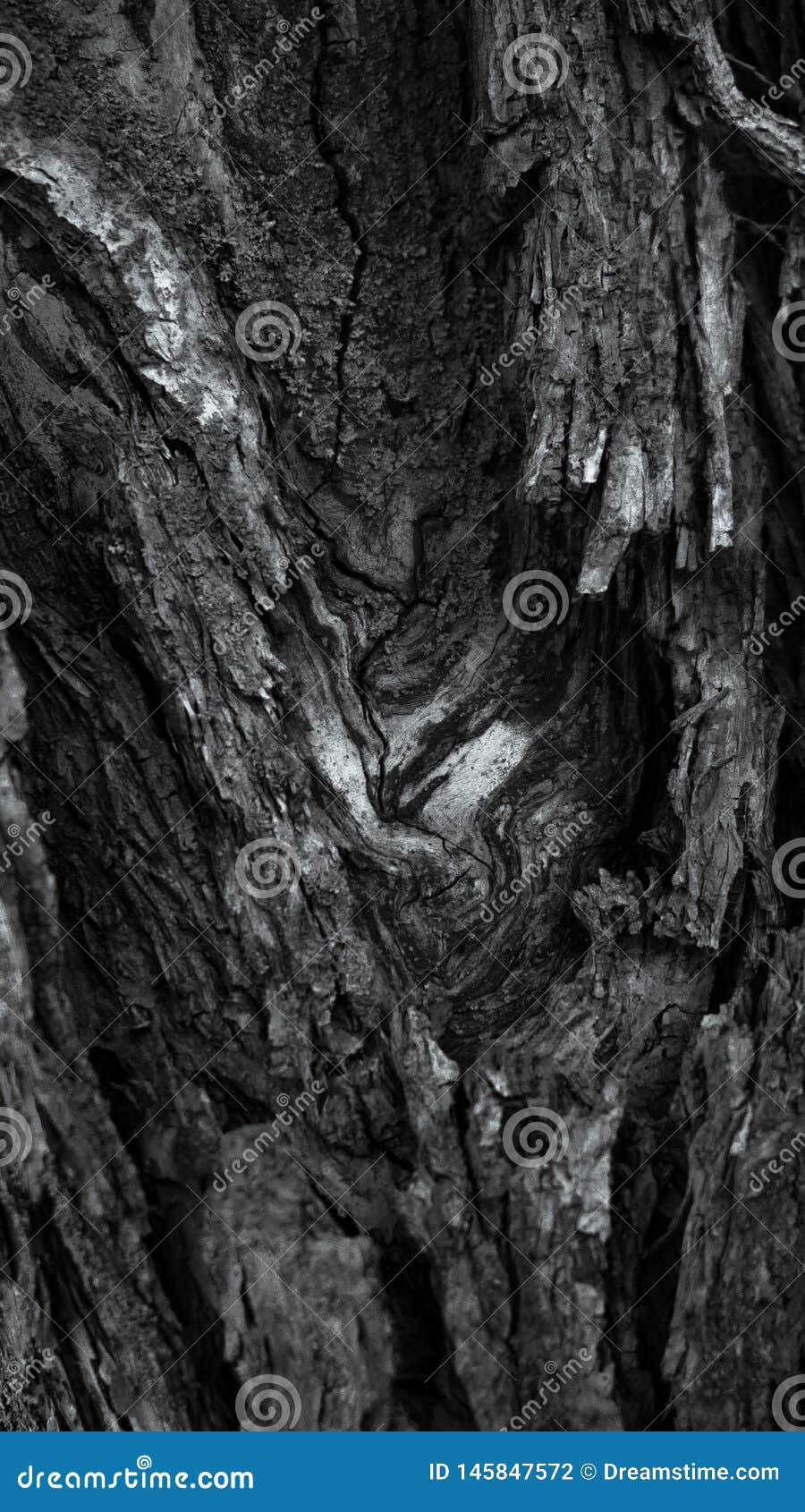 Colorful Rough Tree Texture Closeup Macro Stock Photo - Image of panel ...