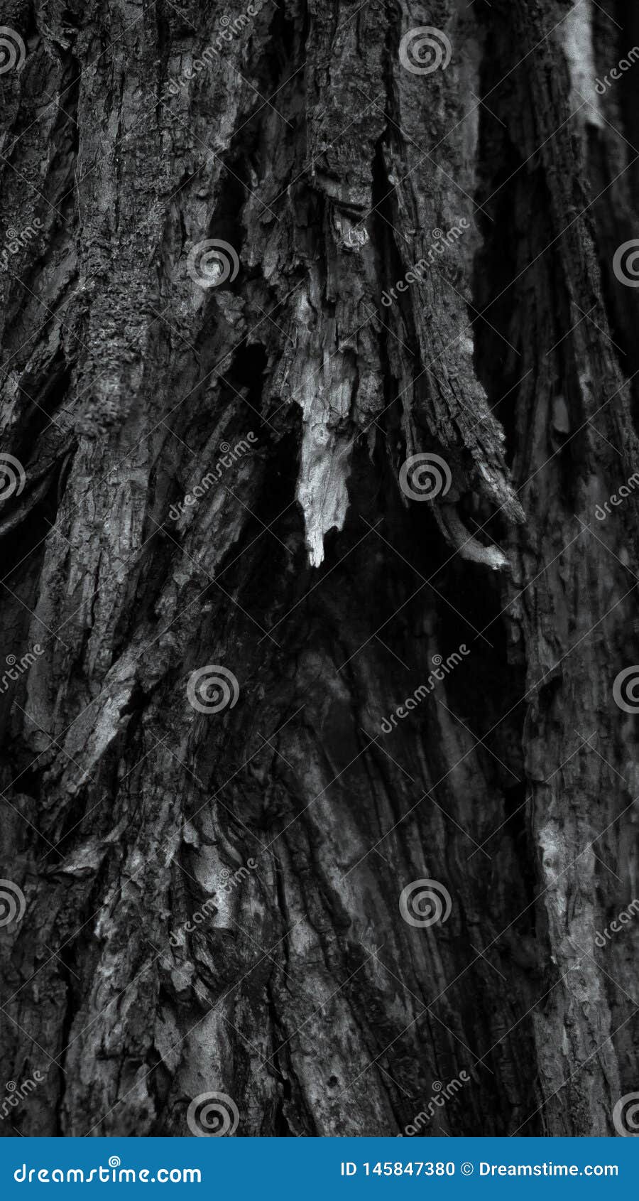 Colorful Rough Tree Texture Closeup Macro Stock Photo - Image of close ...