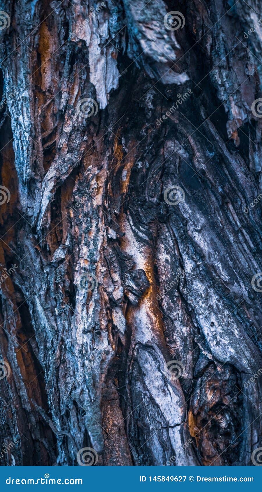 Colorful Rough Tree Texture Closeup Macro Stock Image - Image of board ...