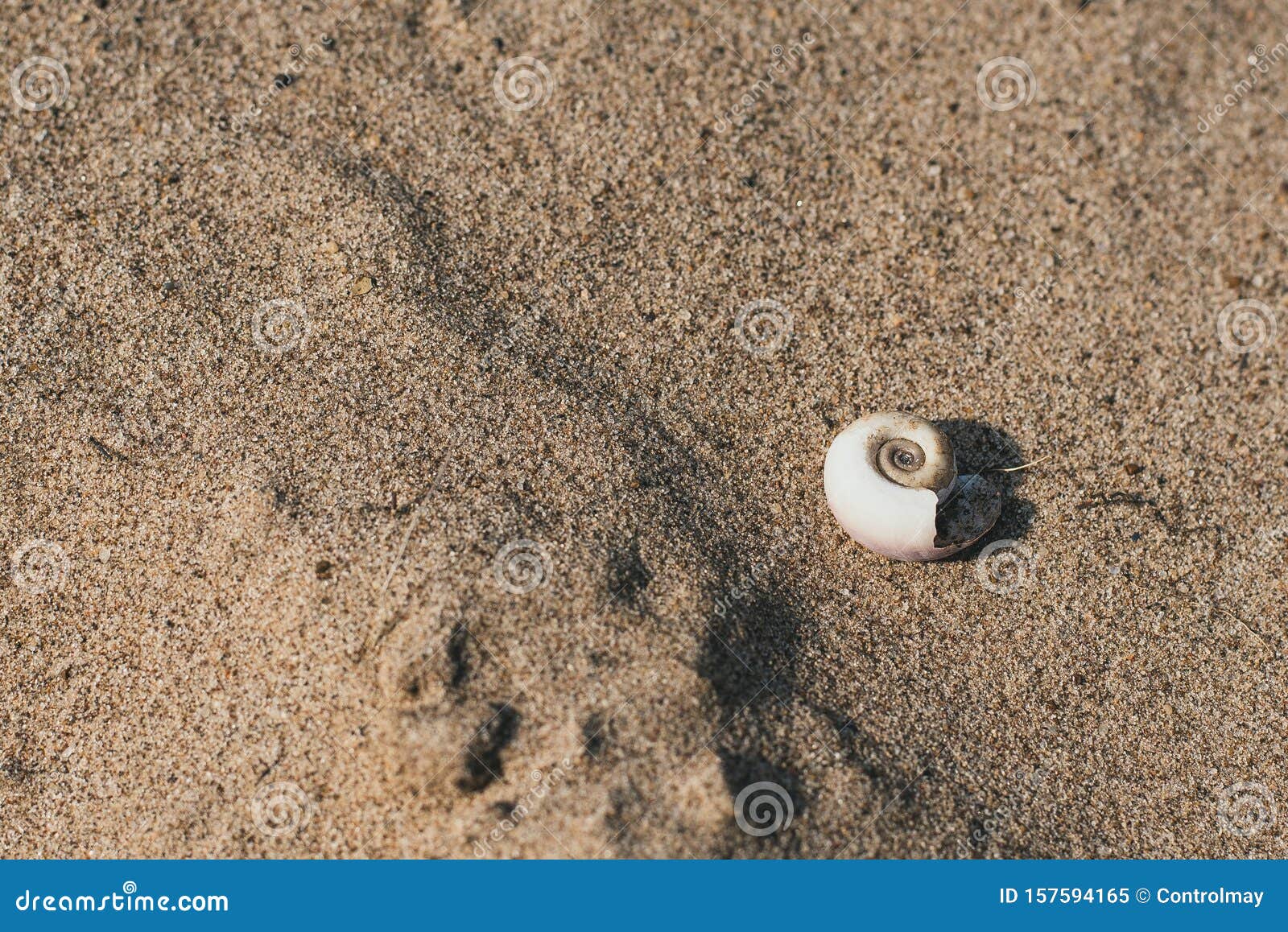 Old Round White Shell Curl in the Sand. Concept of the Beach ...