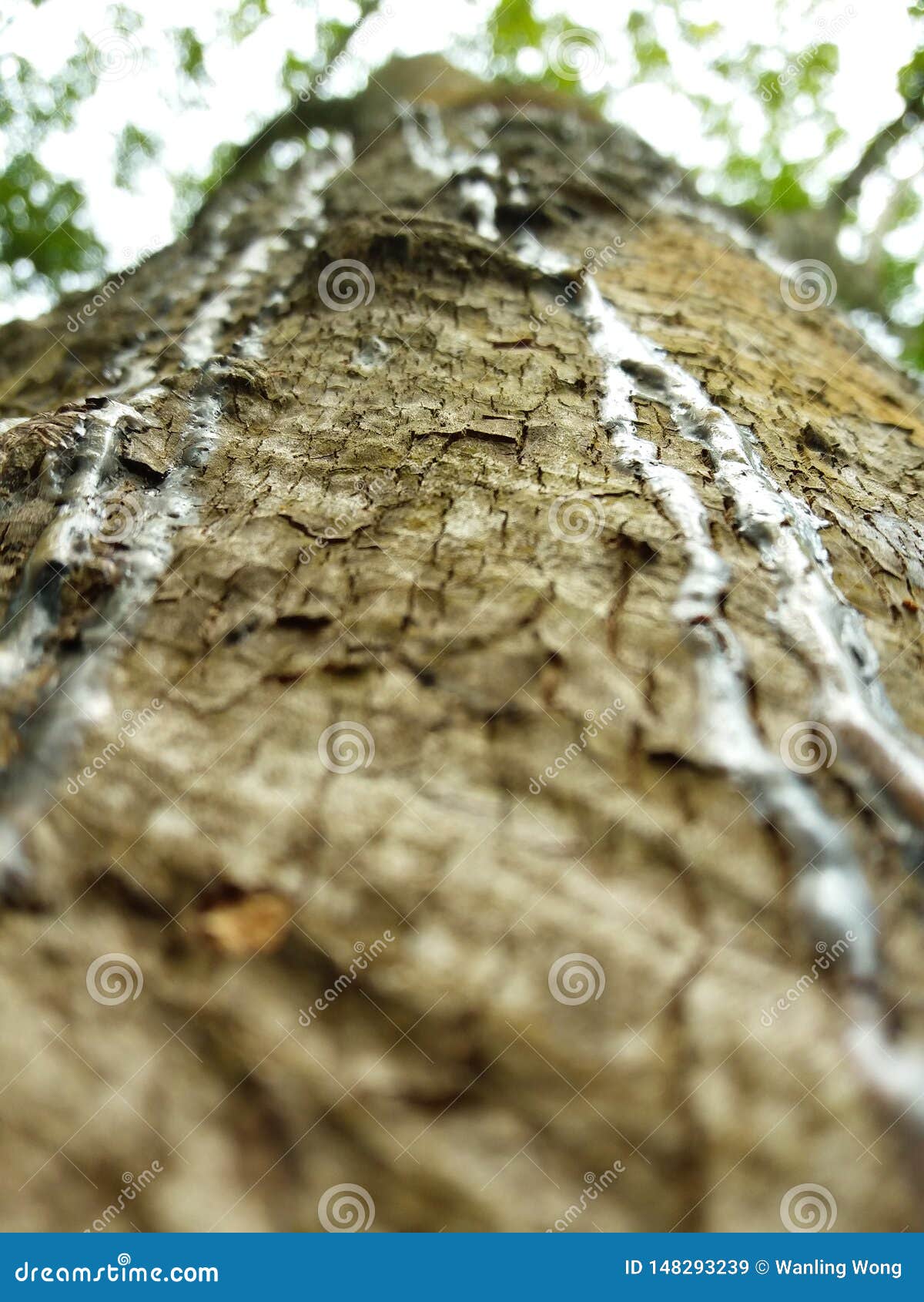 Old Rubber tree stock image. Image of insect, nature - 148293239