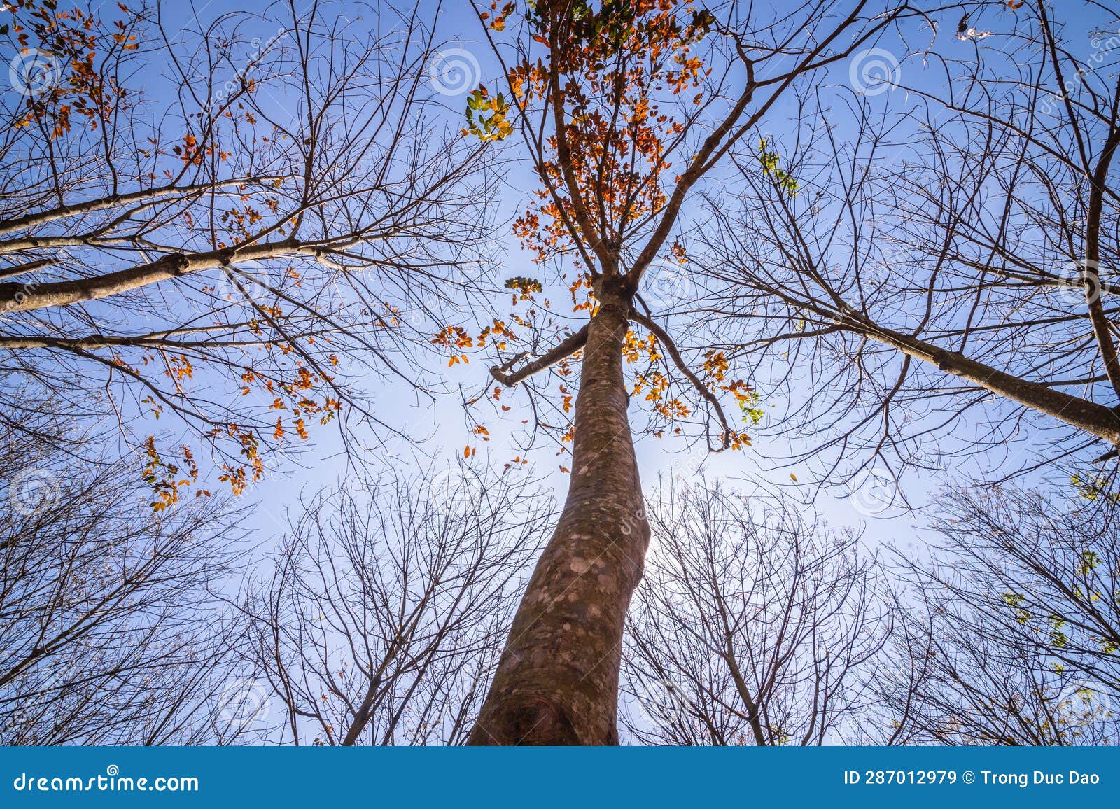 The Old Rubber Tree Has Turned Red and is Dropping Leaves Stock Image ...