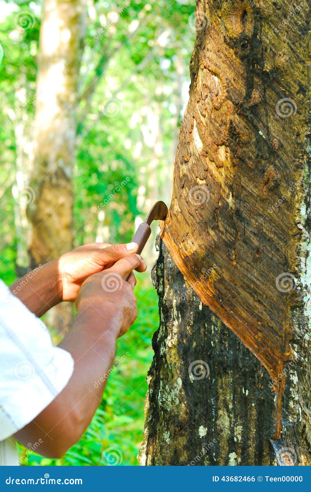 Old Rubber Tree , Rubber and Caoutchouc , Rubber Tapping Stock Photo ...