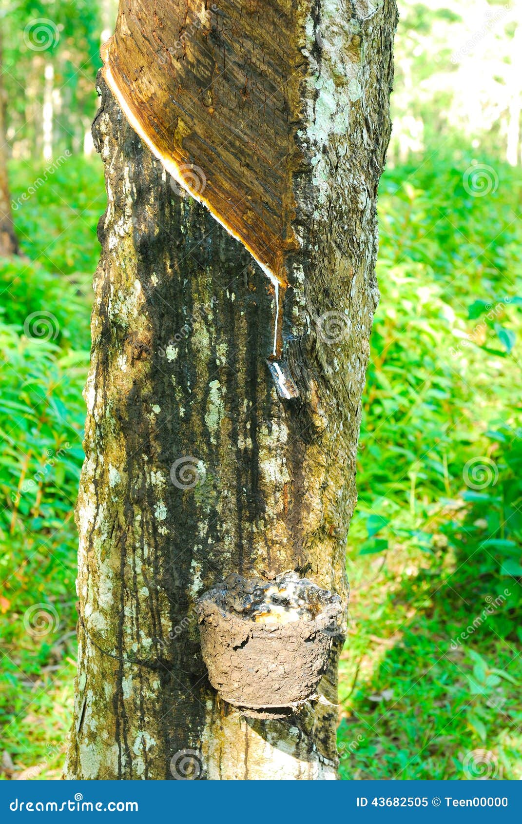 Old Rubber Tree , Rubber and Caoutchouc , Rubber Tapping Stock Image ...