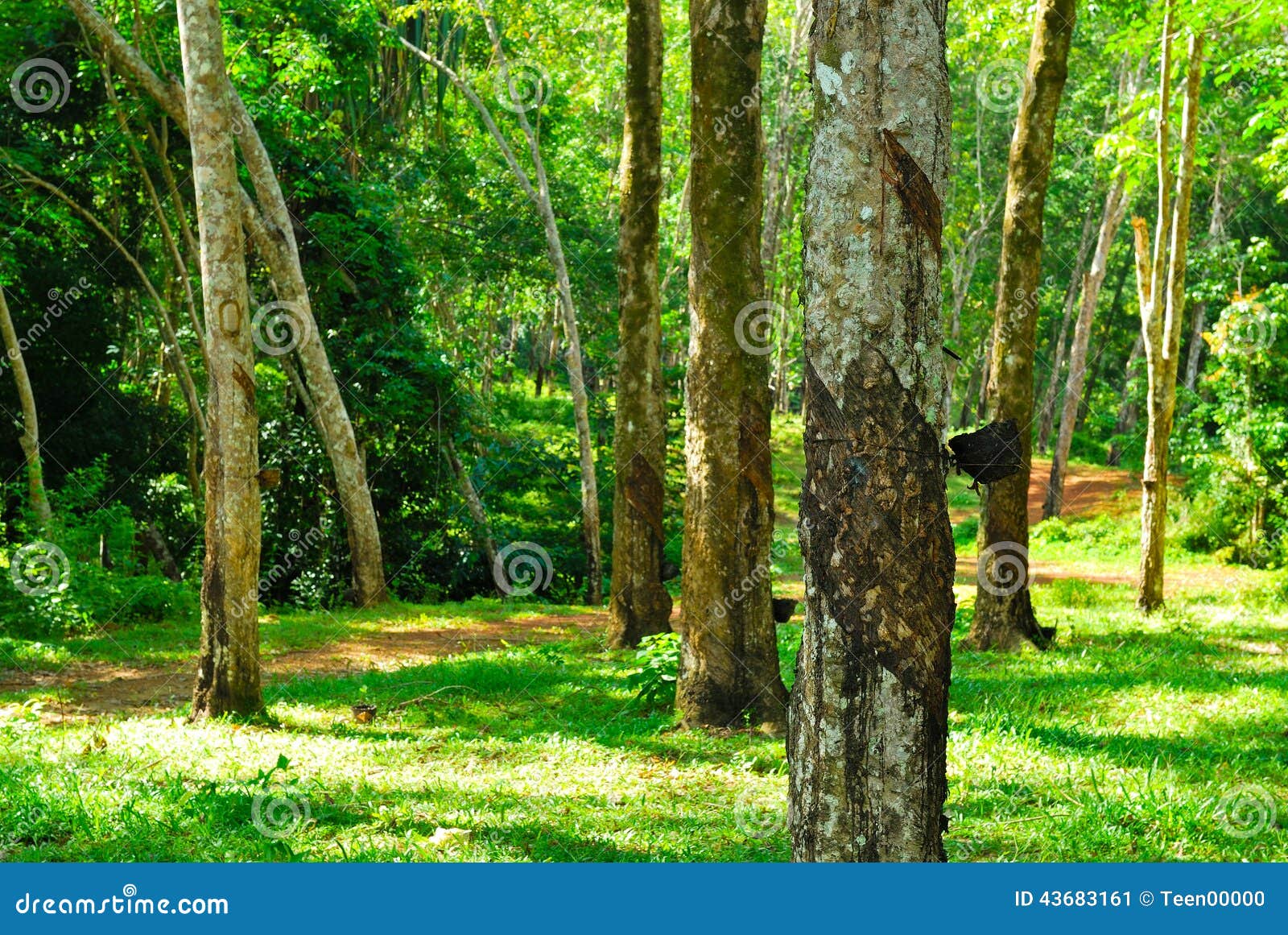 Old Rubber Tree , Rubber and Caoutchouc , Rubber Tapping Stock Image ...