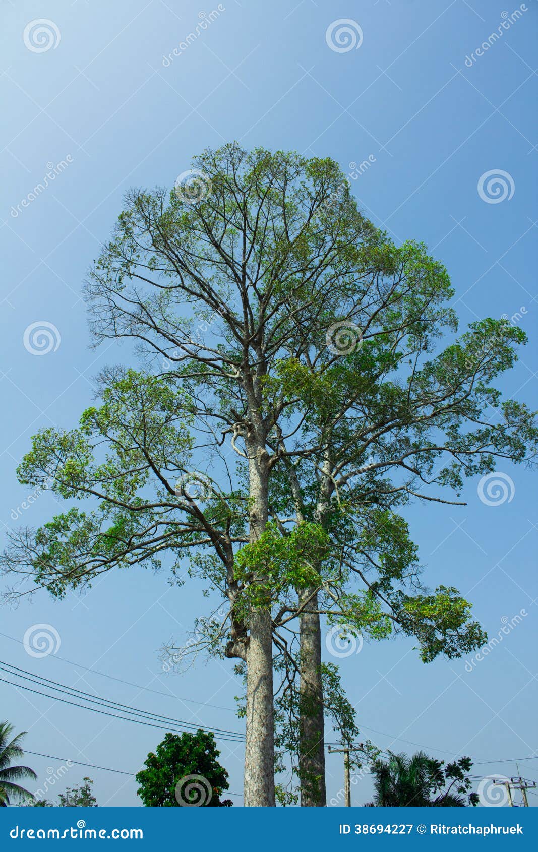 Old rubber trees stock image. Image of high, tall, autumn - 38694227