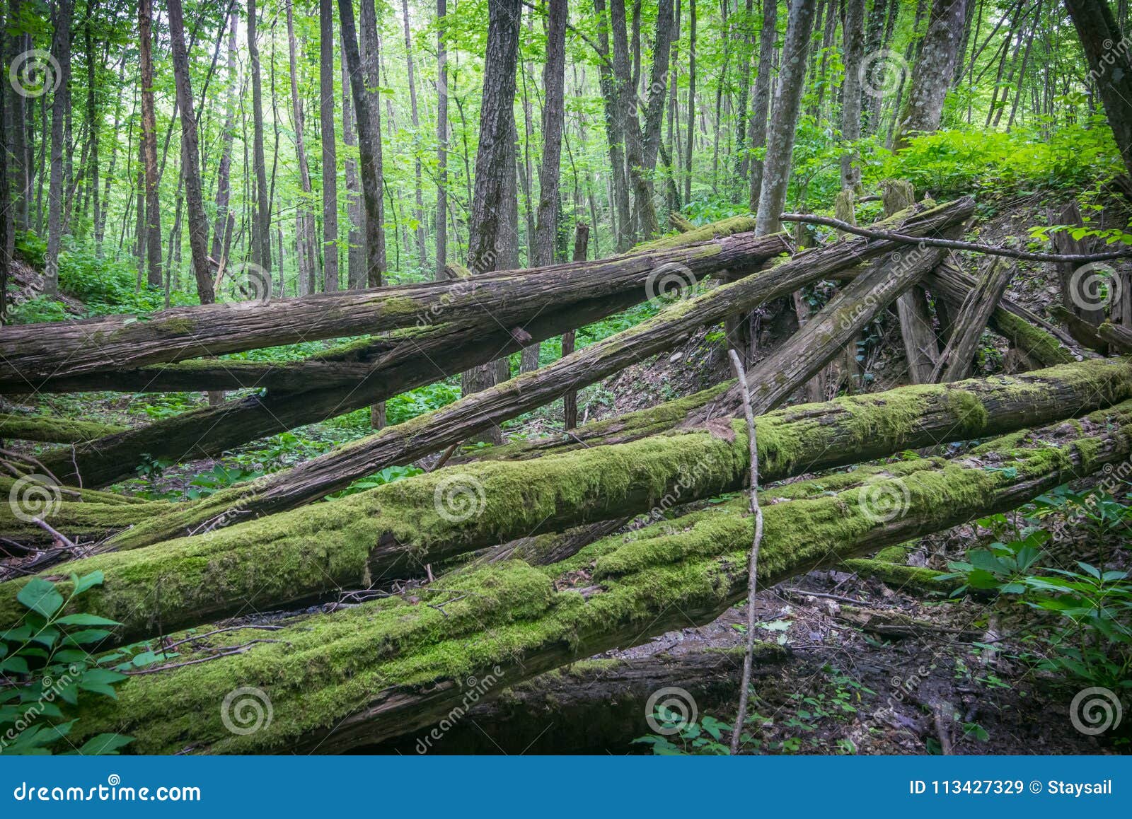 The Old Ruined Bridge of Rotting Logs in the Forest. Stock Image ...