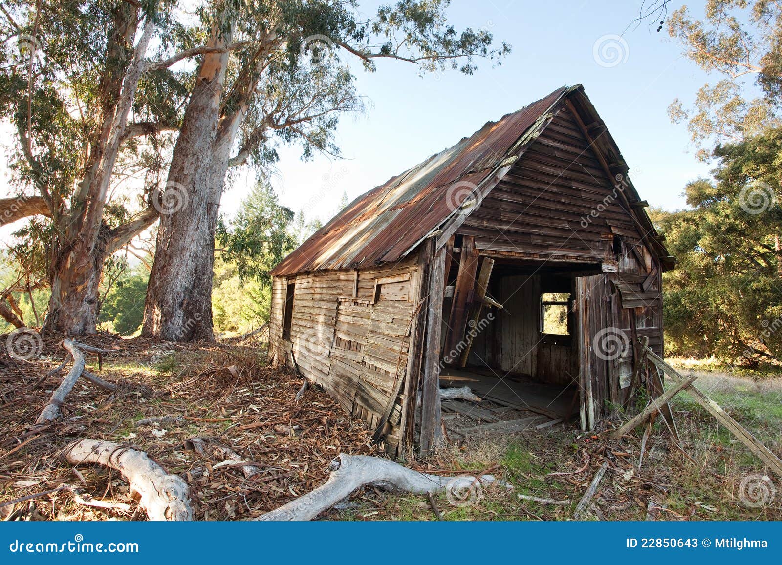 Old Ruined Cabin stock image. Image of eucalyptus, gold - 22850643