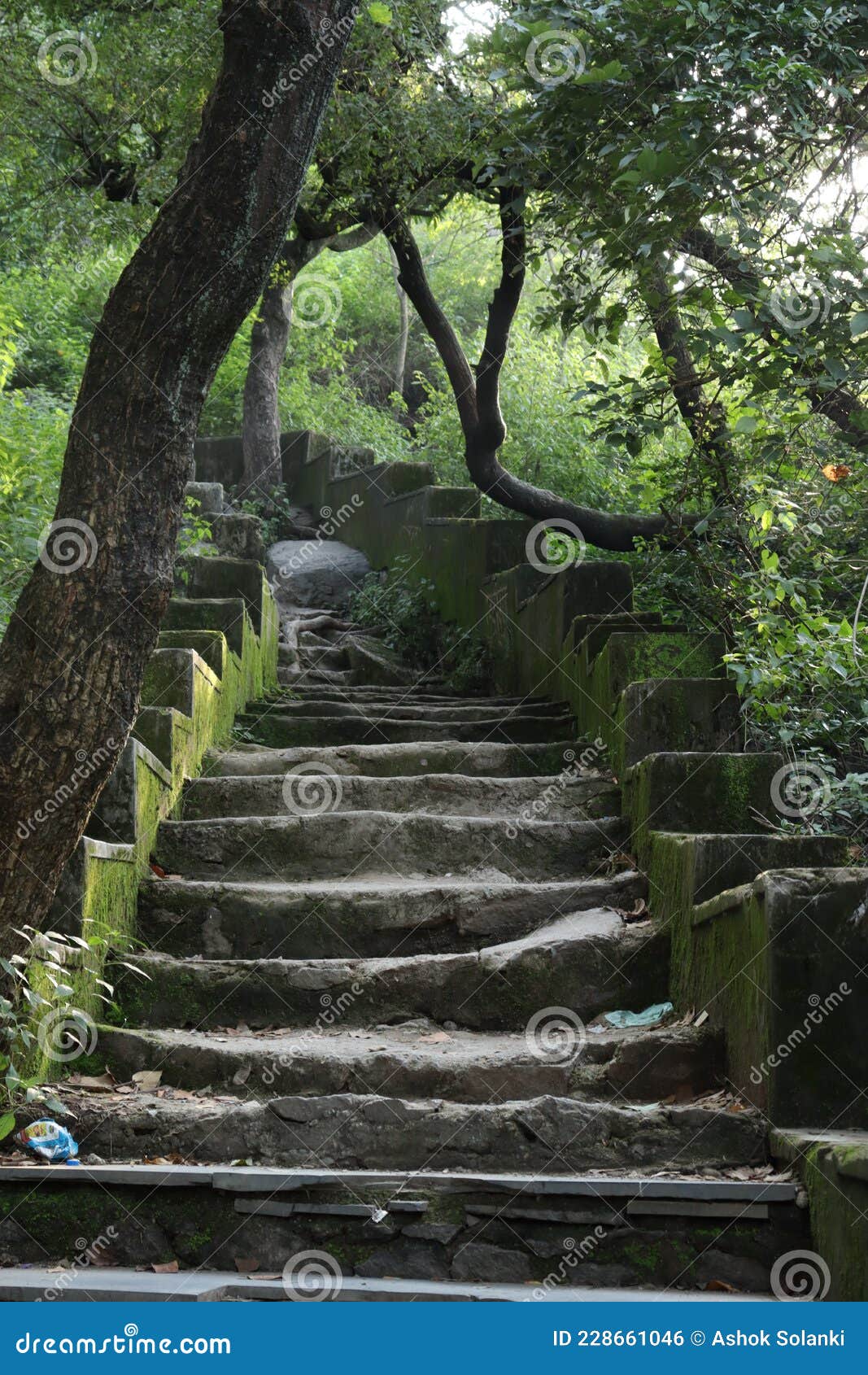 Old ruins stairs in forest stock photo. Image of green - 228661046