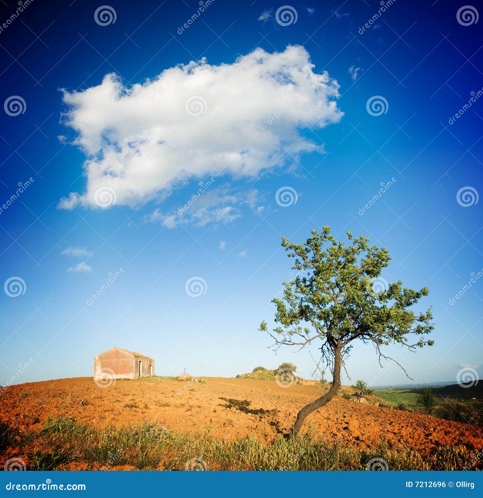Old Rural House and Solitary Tree Stock Photo - Image of italy ...
