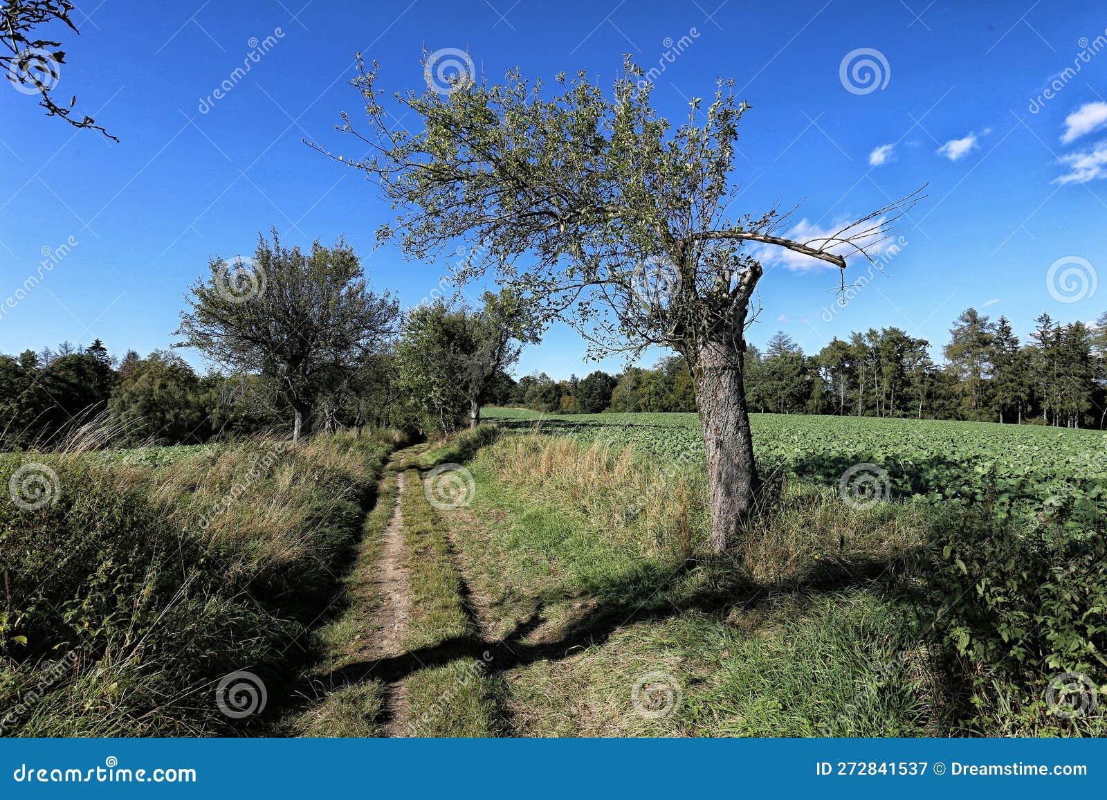 Old Rural Road with Old Tree on Right Side Stock Image - Image of ...