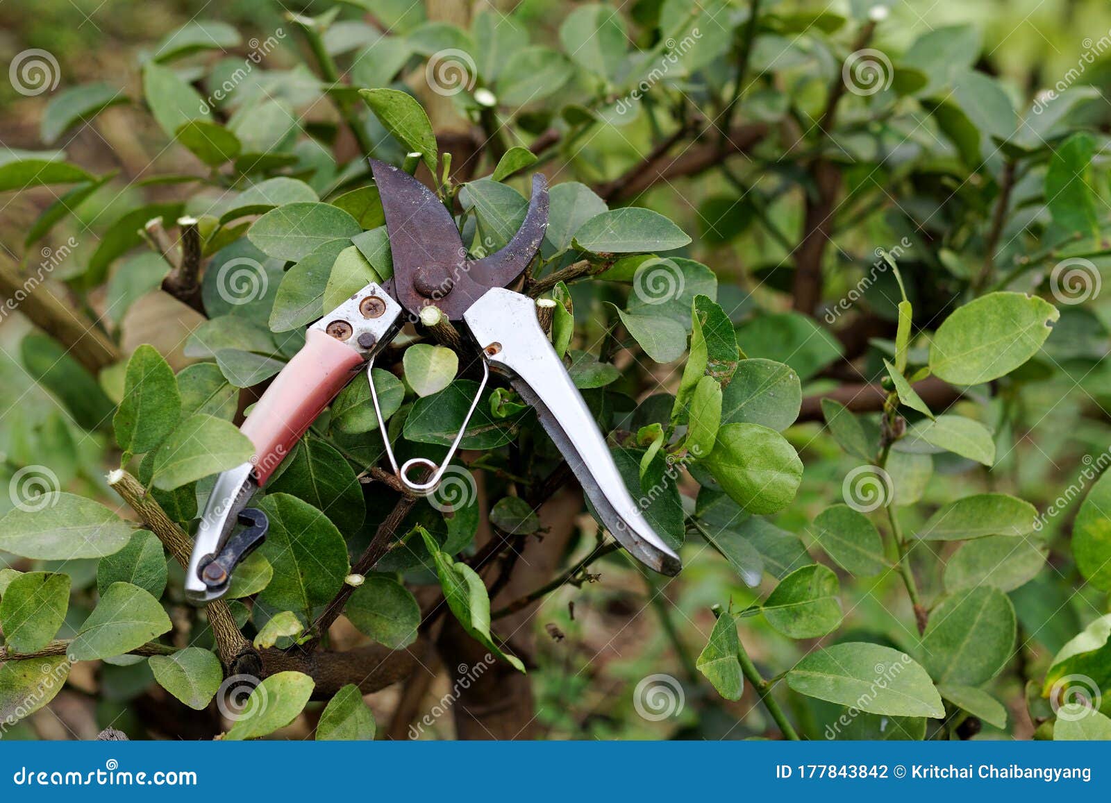Old and Rust Pruning Shears on Lime Tree ,Garden Maintenance Stock ...