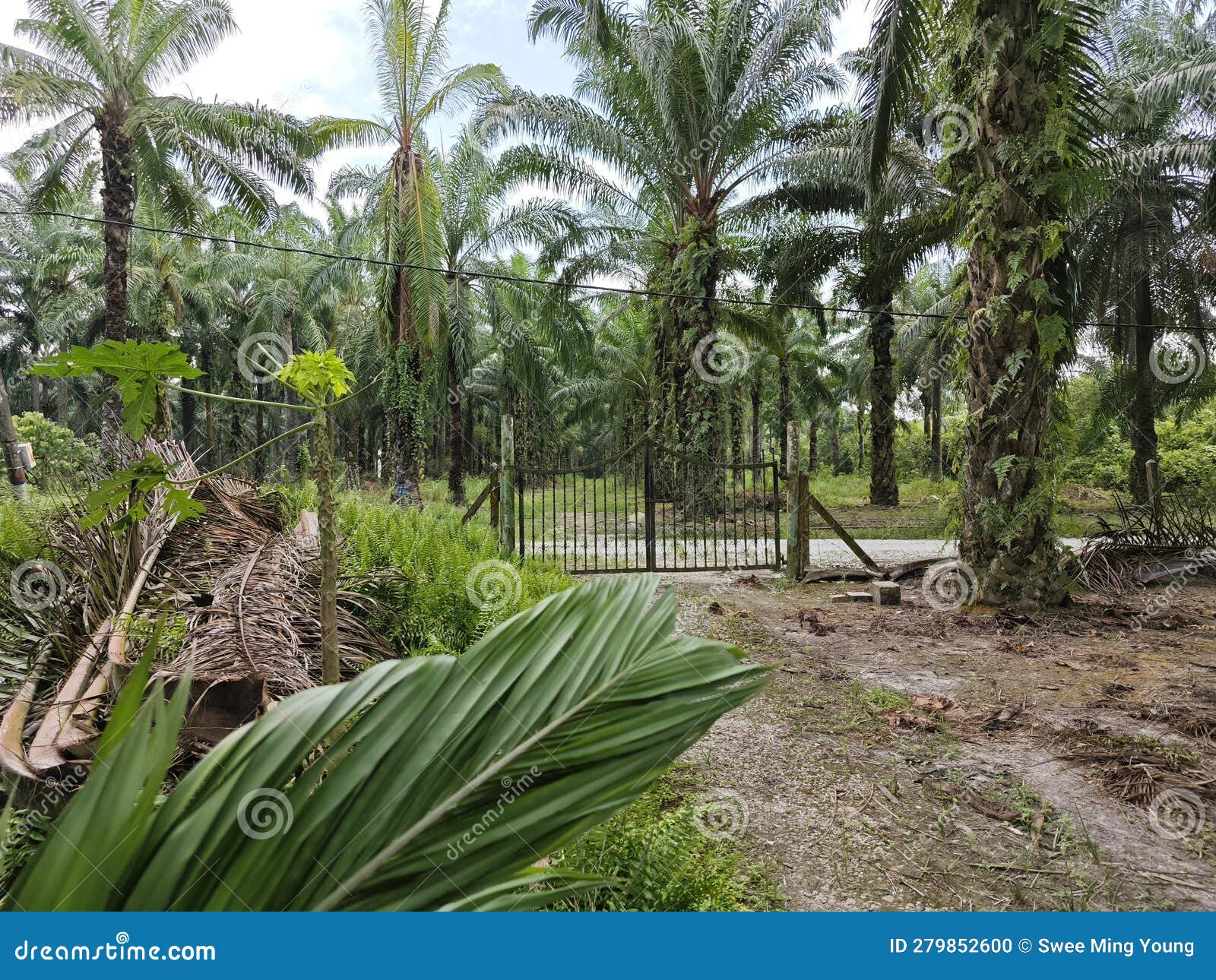 Old Rusted Gate at the Entrance of the Farm Stock Photo - Image of ...