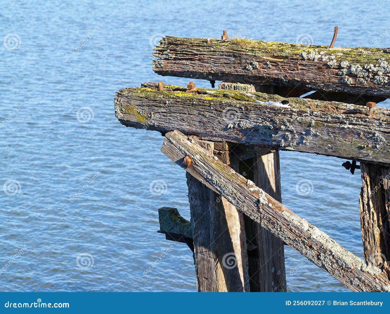 Old Beams from Disused Bridge Stock Image - Image of natural, bird ...