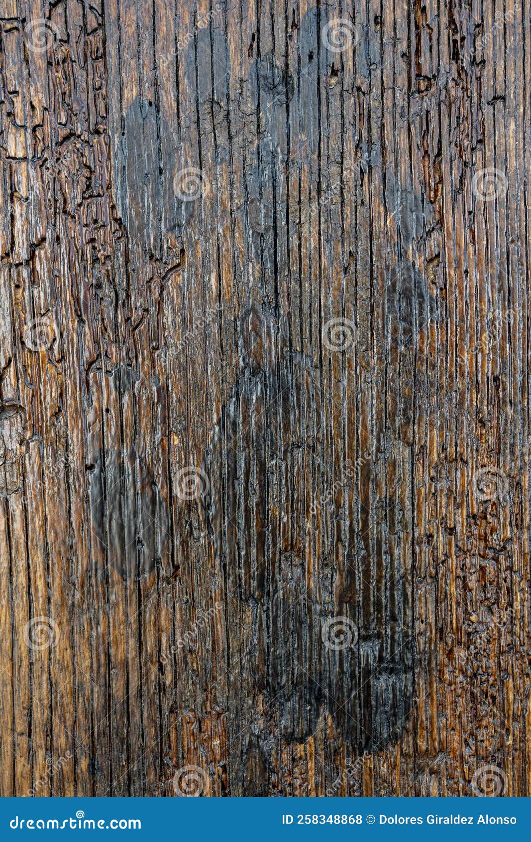 Wood texture background stock photo. Image of background - 258348868