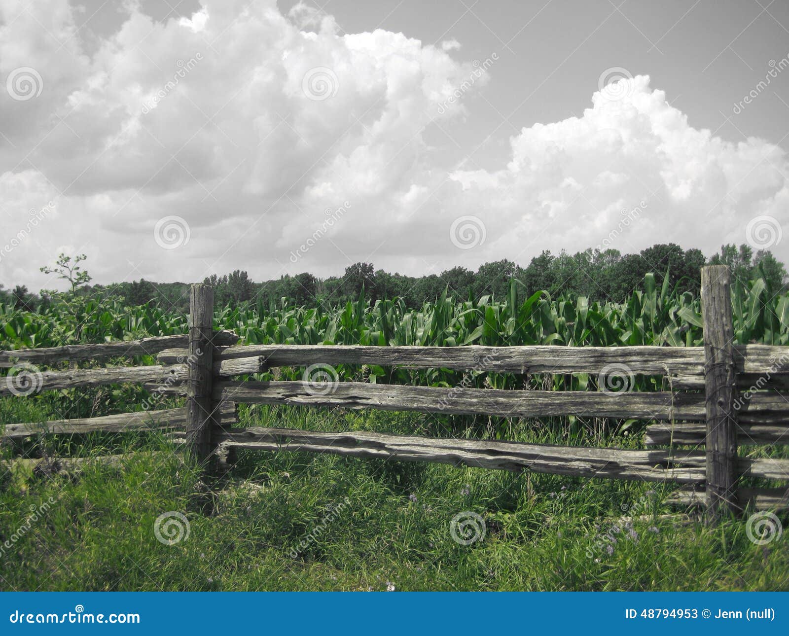 Wood Fence in Cornfield with Cloudy Sky Stock Image - Image of abstract ...