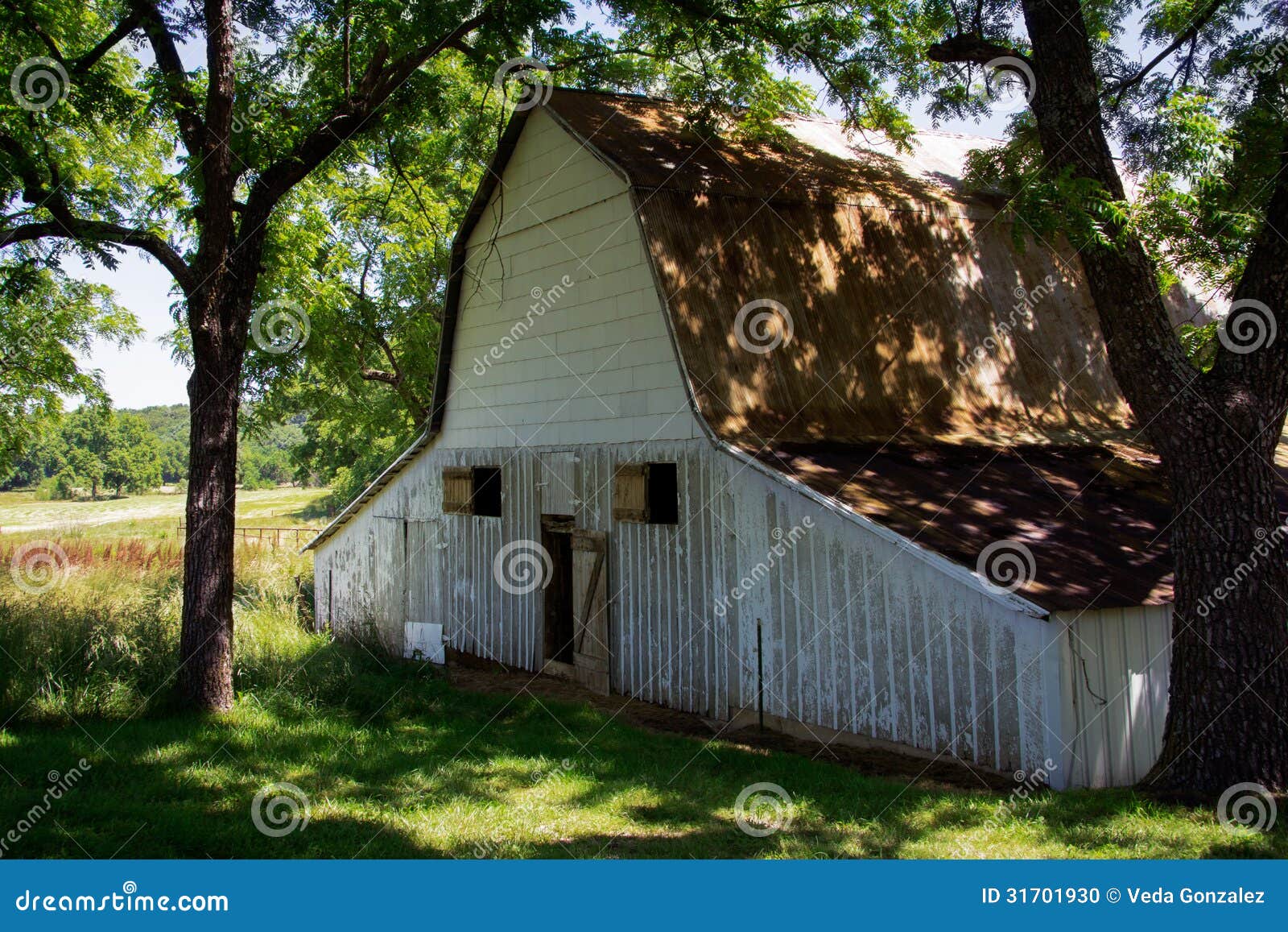 Old, Rustic White Barn stock photo. Image of barn, meadow - 31701930