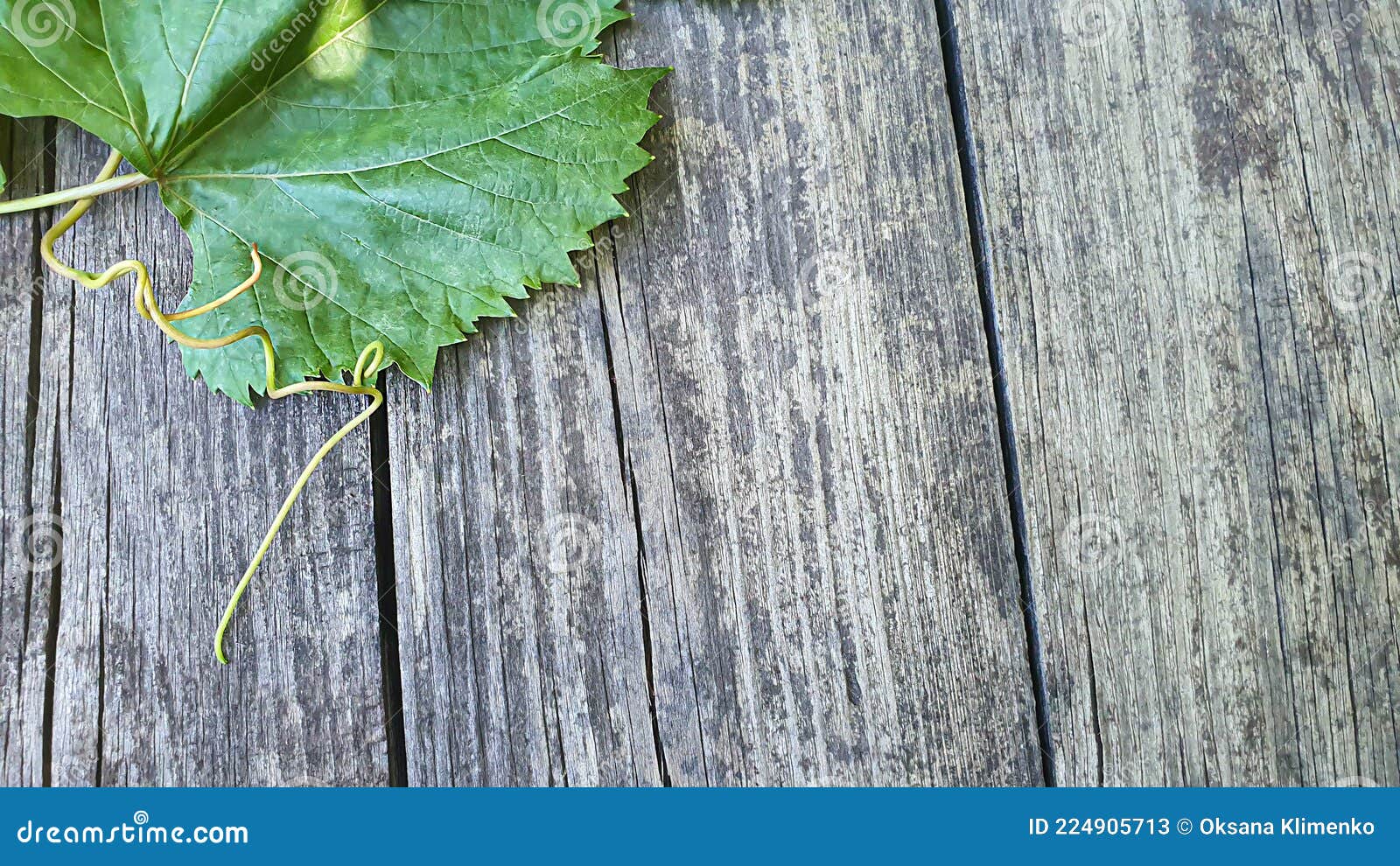 Old Rustic Wood Surface with Leaves. Boards for Background and ...