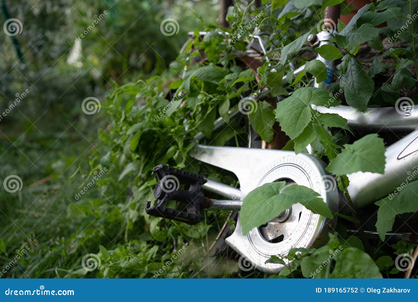 Old Rusty Abandoned Cycle Bicycle Overgrown with Grass and Climbing ...