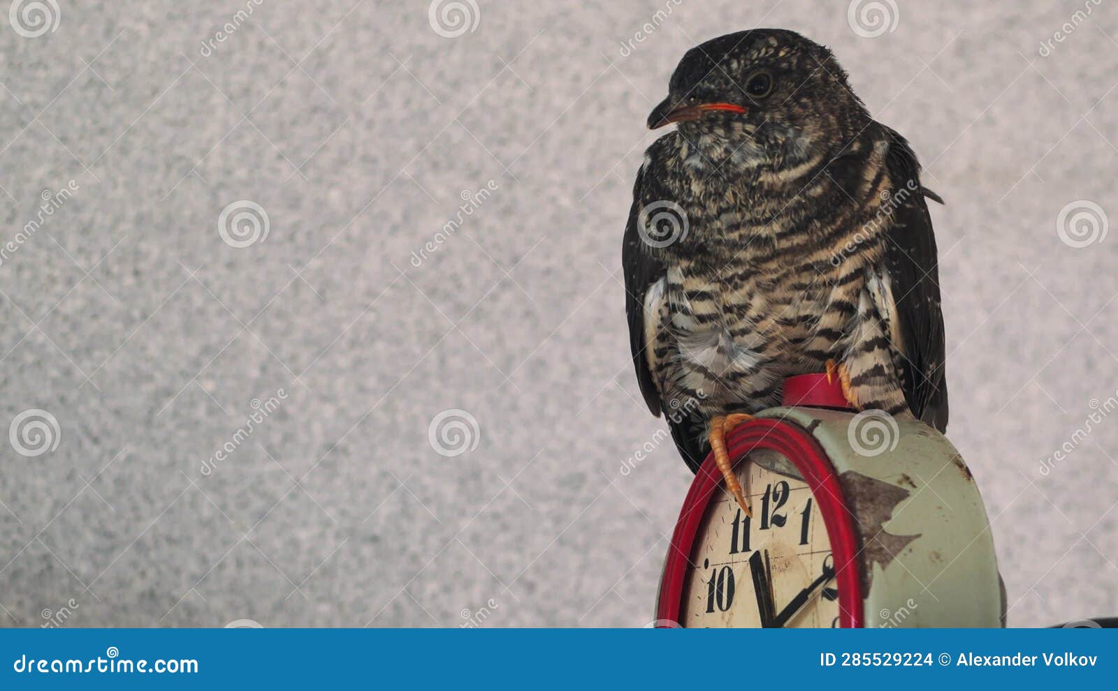 On an Old Rusty Alarm Clock with a Split Dial, a Small Yellow-mouthed ...