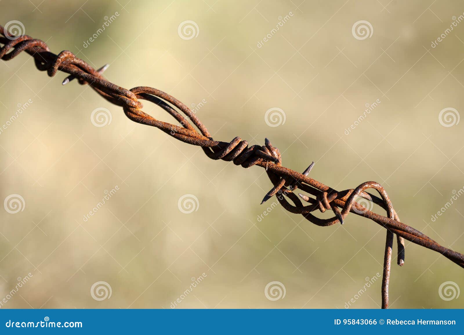 Old rusty barbed wire stock photo. Image of fence, barbed - 95843066