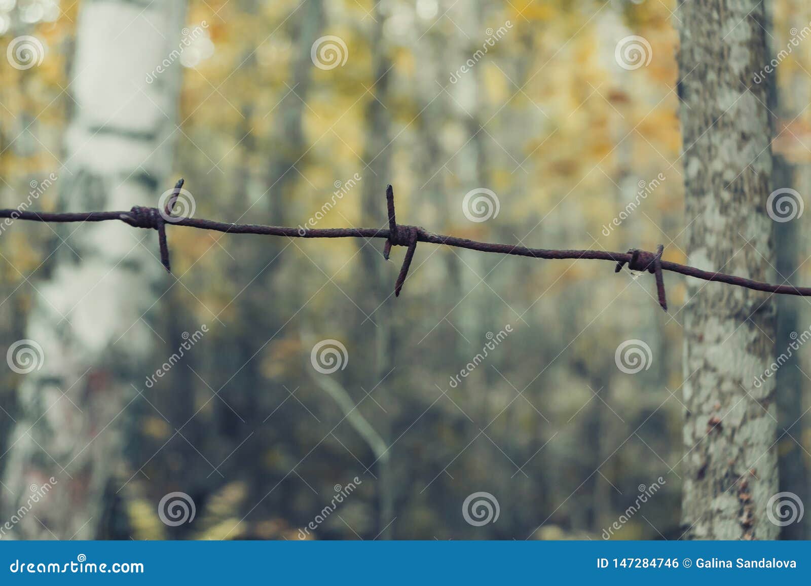Old Rusty Barbed Wire in the Forest Close Up Stock Photo - Image of ...