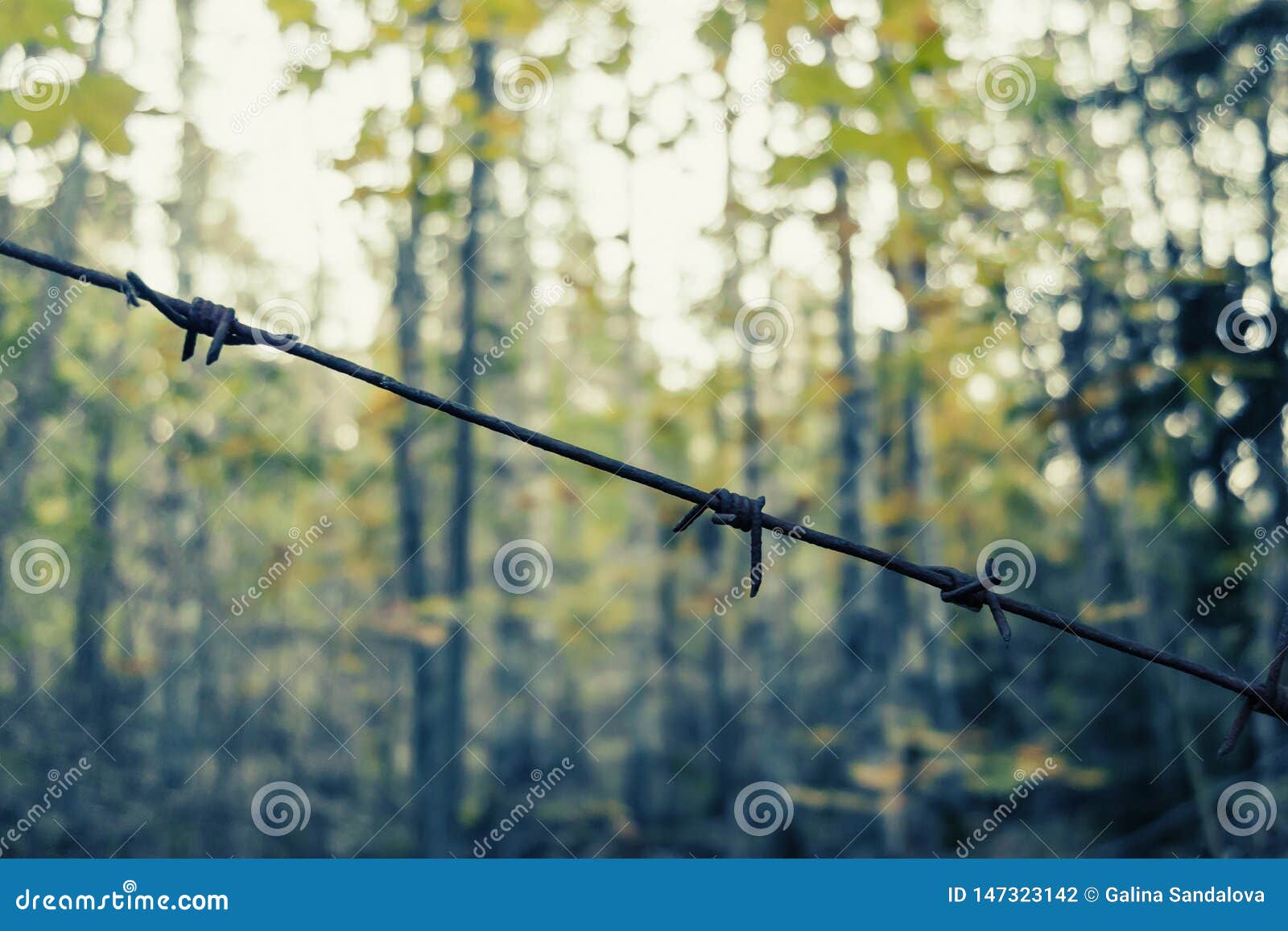 Old Rusty Barbed Wire in the Forest Close Up Stock Photo - Image of ...