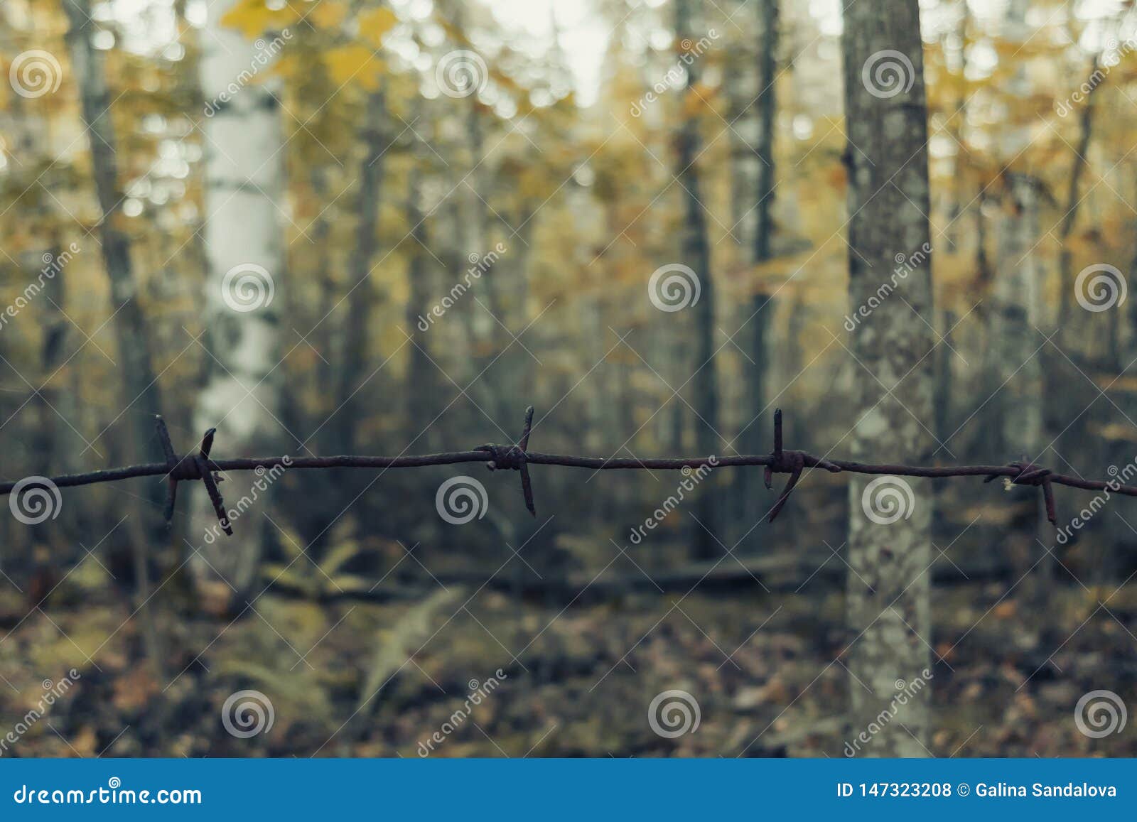 Old Rusty Barbed Wire in the Forest Close Up Stock Photo - Image of ...